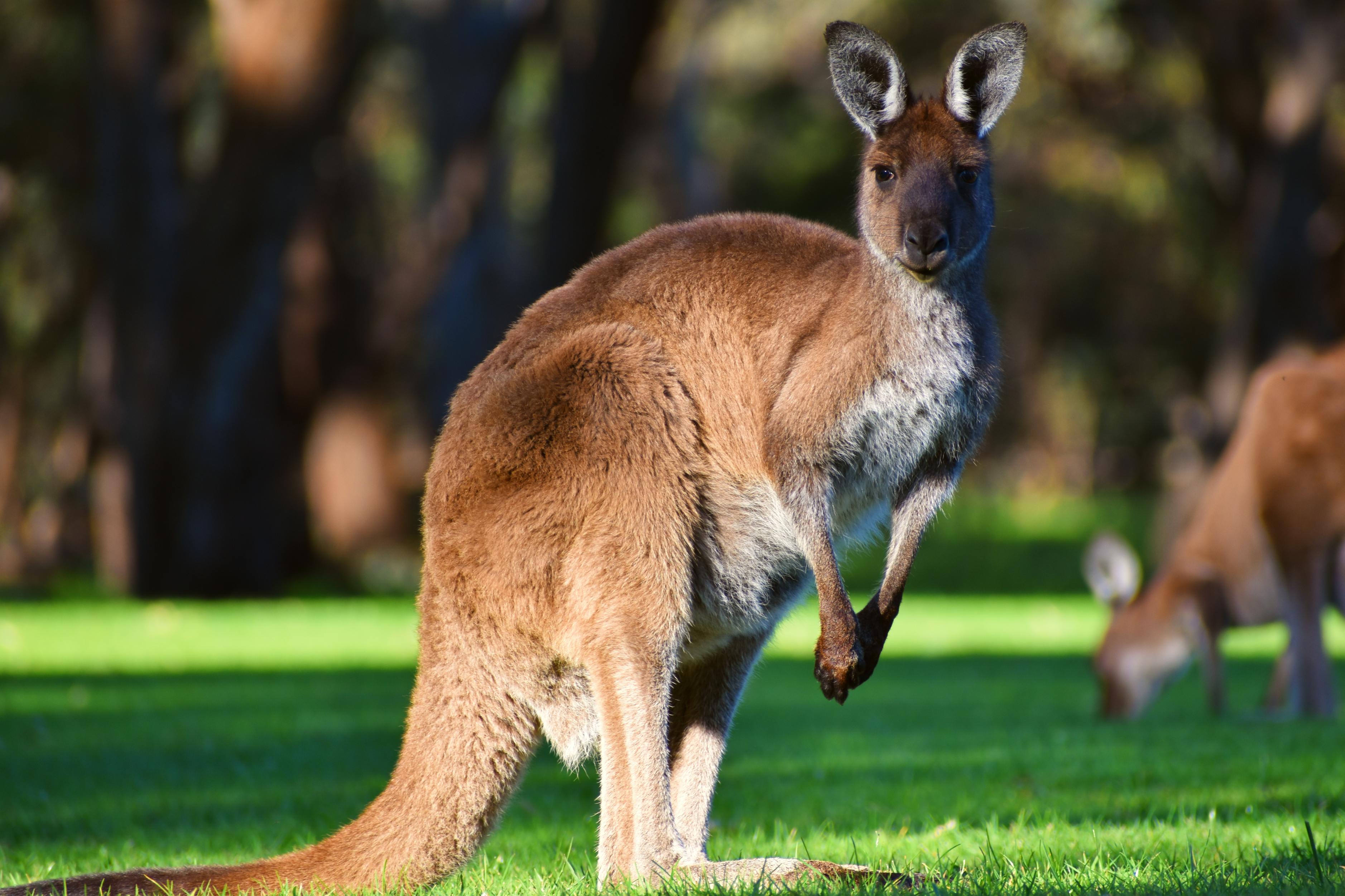 A Brown Kangaroo on a Green Grass · Free Stock Photo
