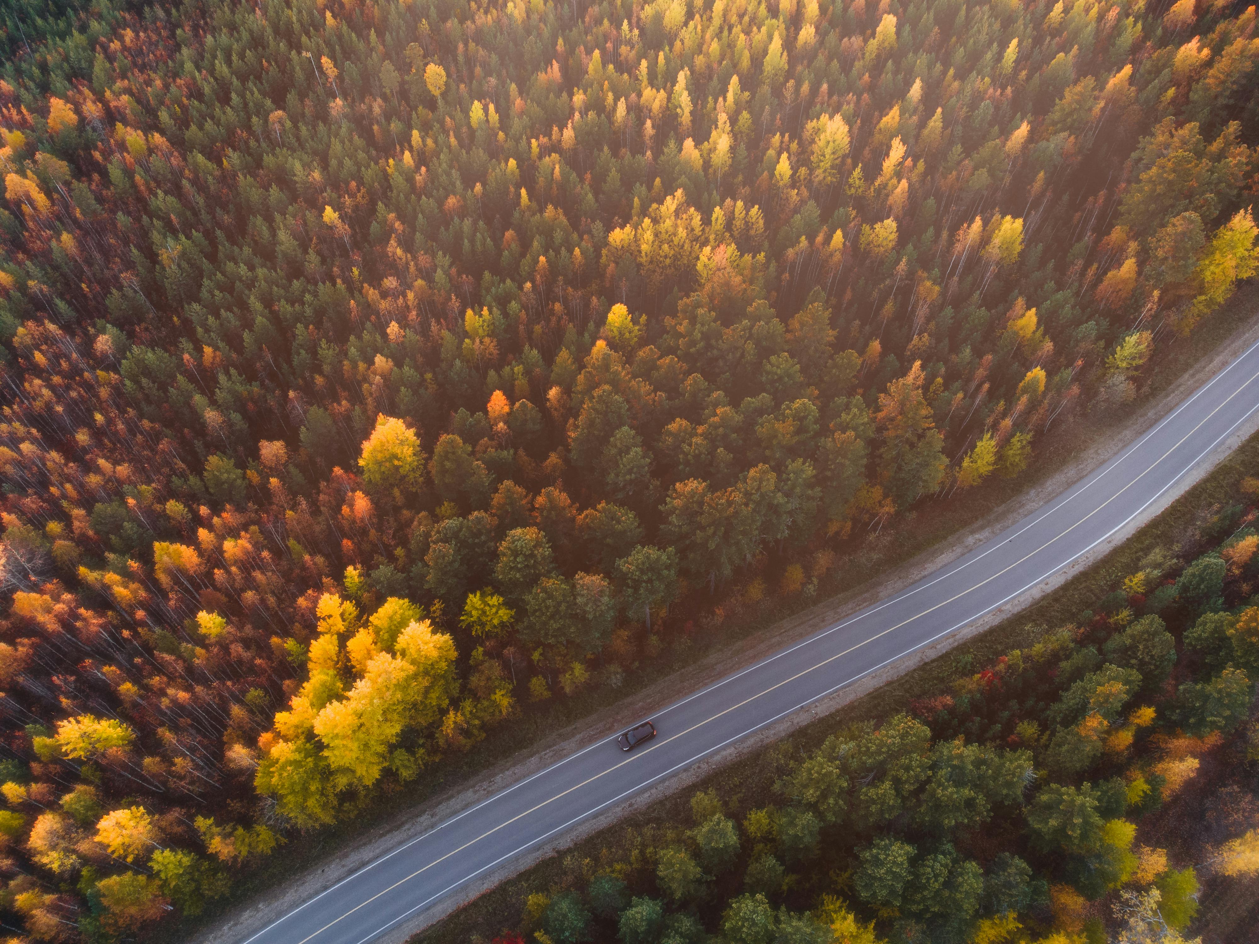 Drone Shot of a Car on a Road in a Forest · Free Stock Photo