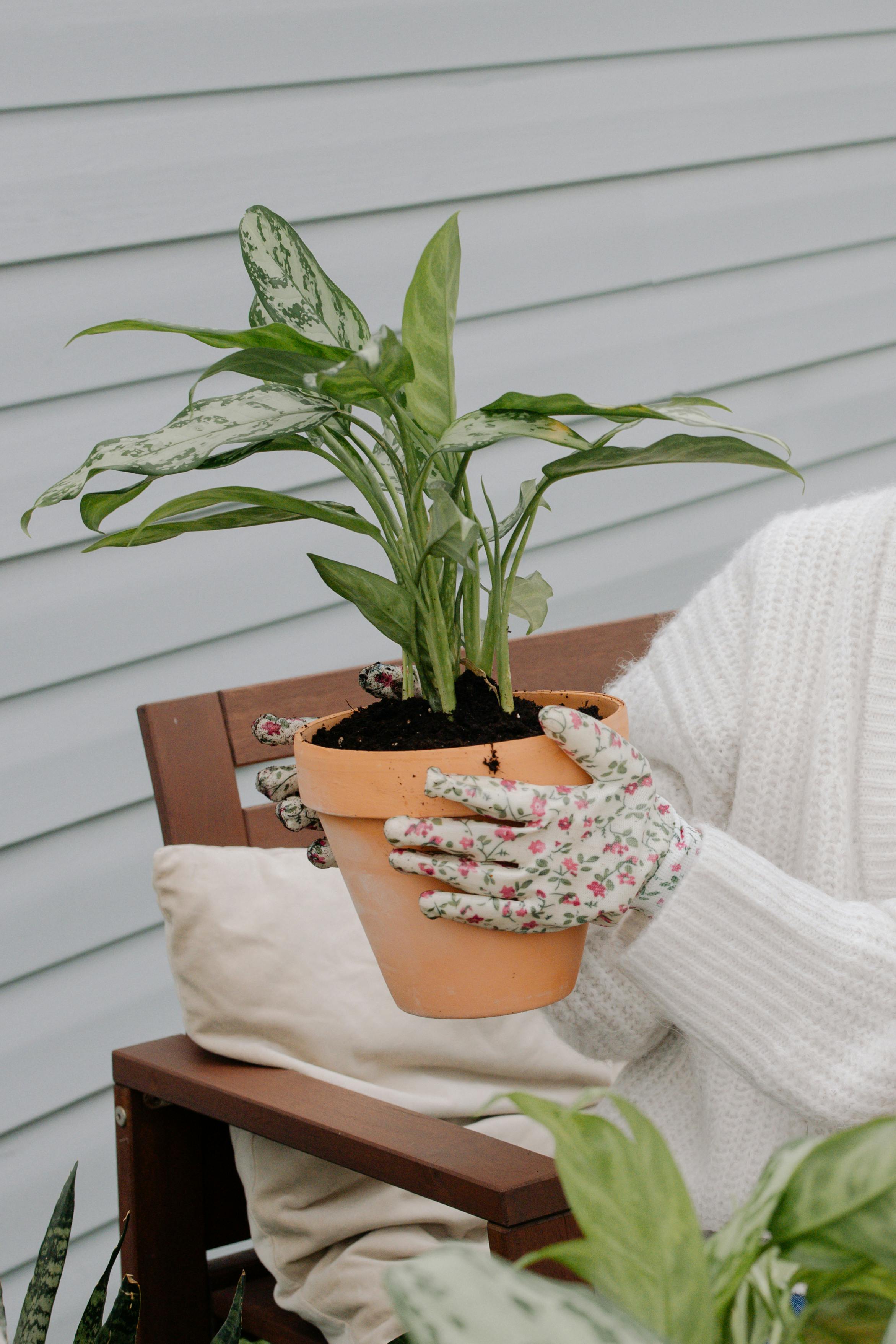 A Plant Hanging on Wooden Ladder · Free Stock Photo