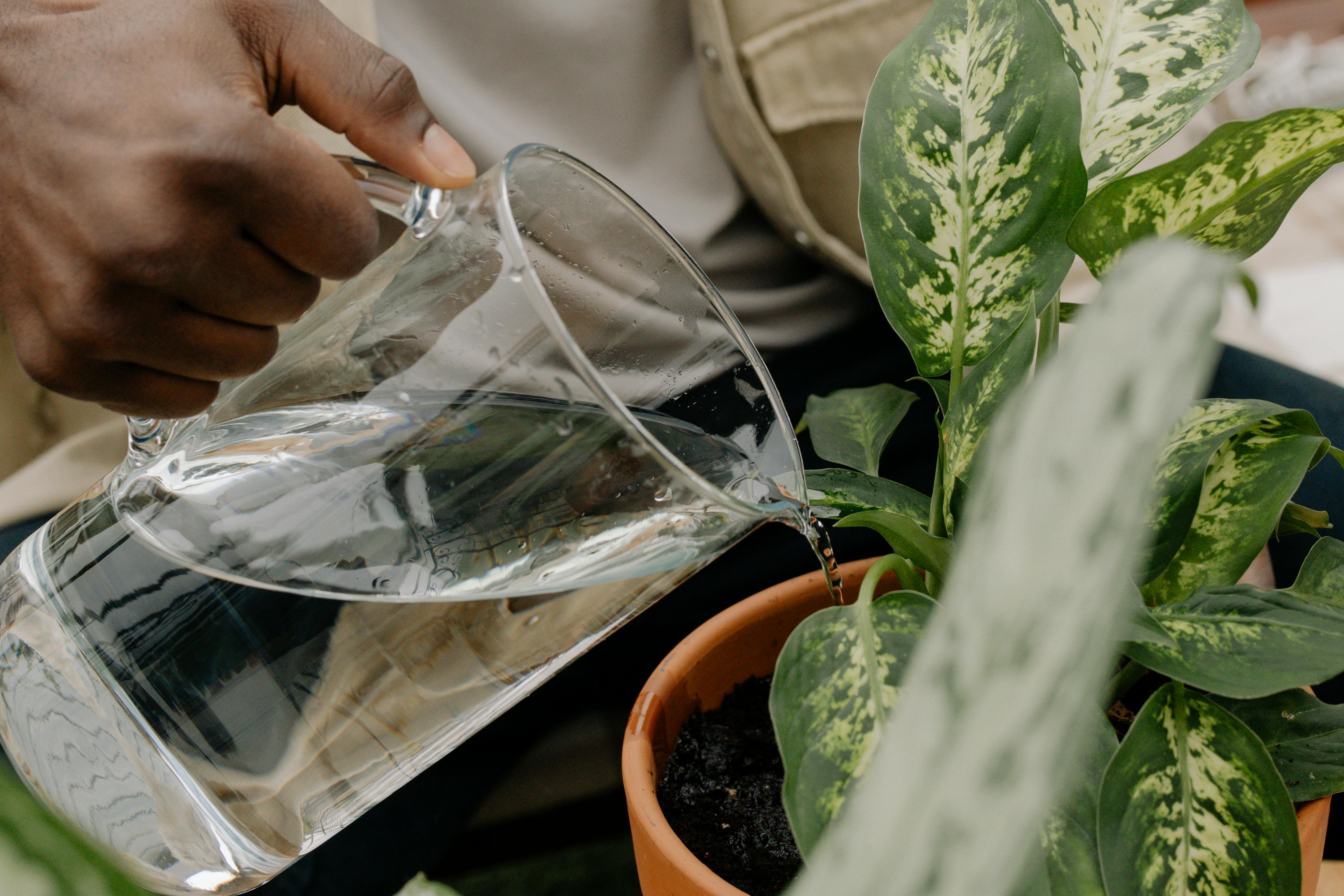 Person Watering the Plants · Free Stock Photo