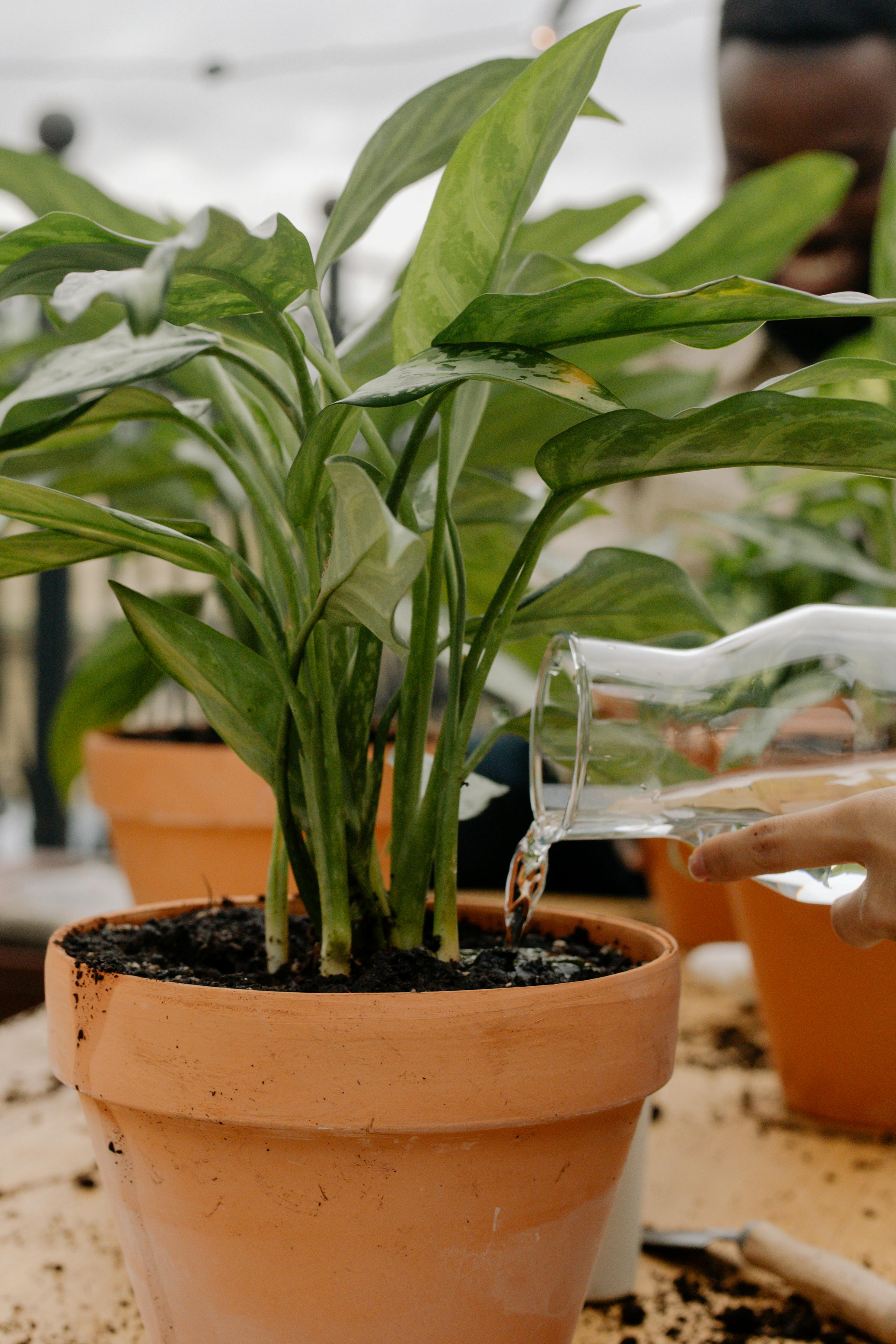 Person Pouring Water on Plant · Free Stock Photo