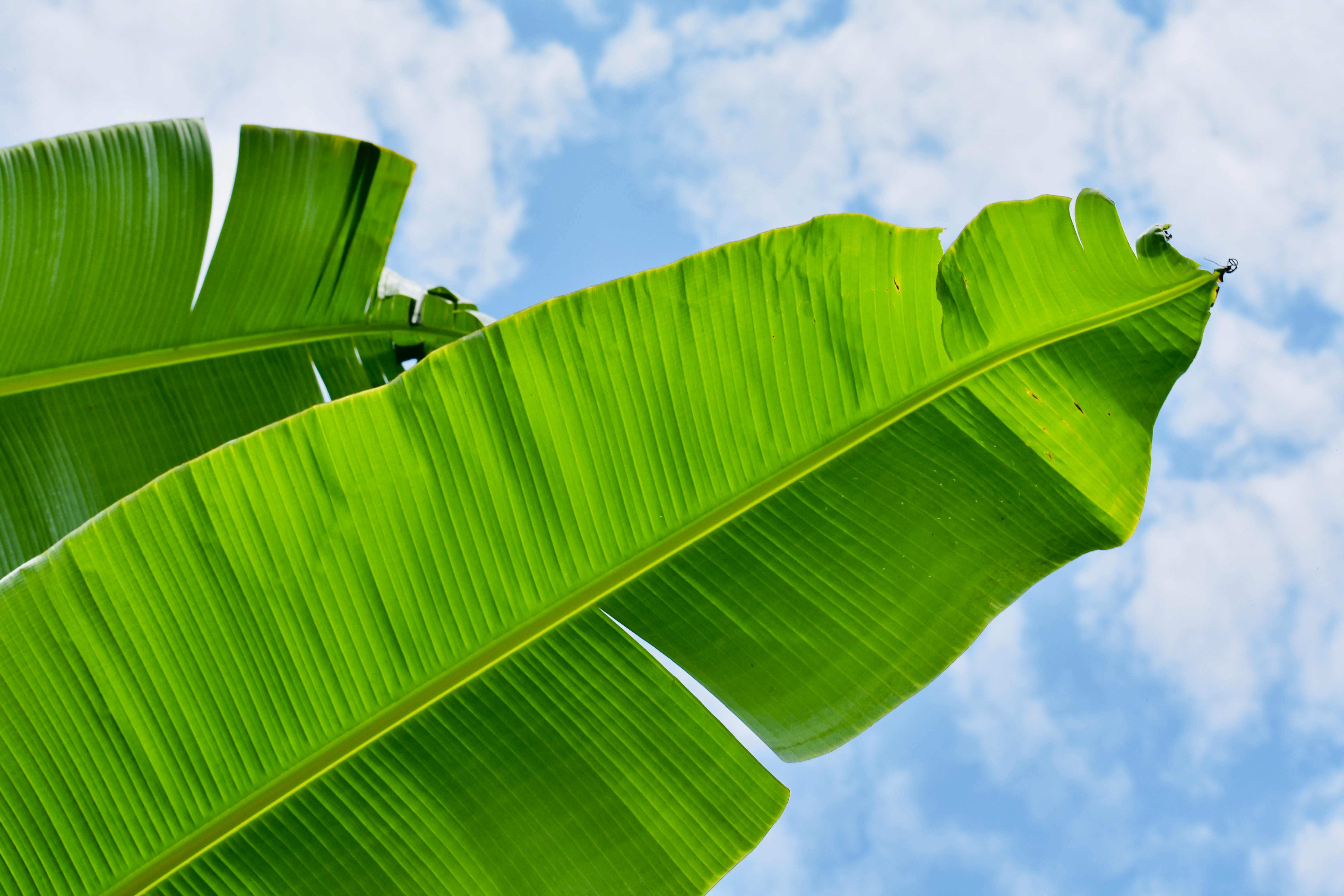 Photo Of Palm leaves · Free Stock Photo
