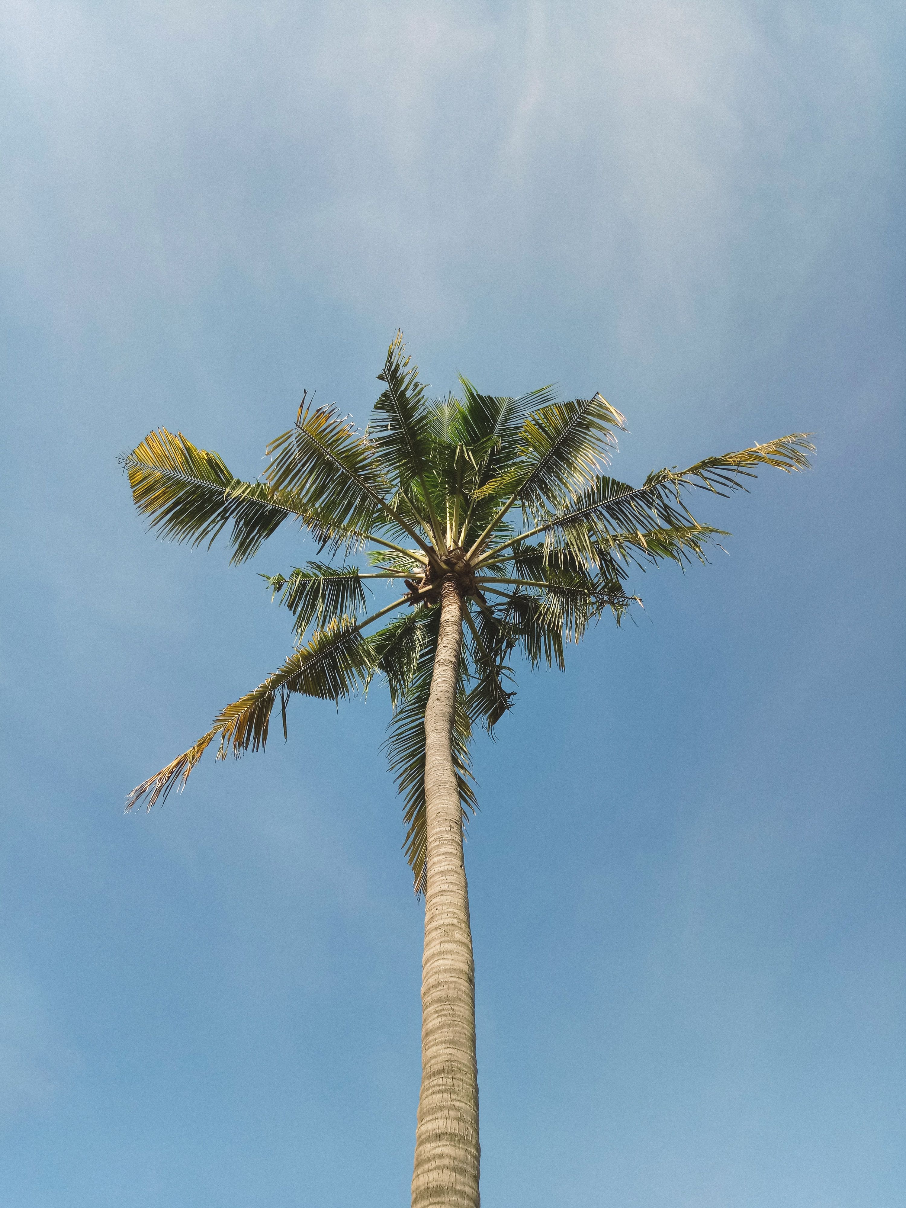 Pathway Under Coconut trees · Free Stock Photo