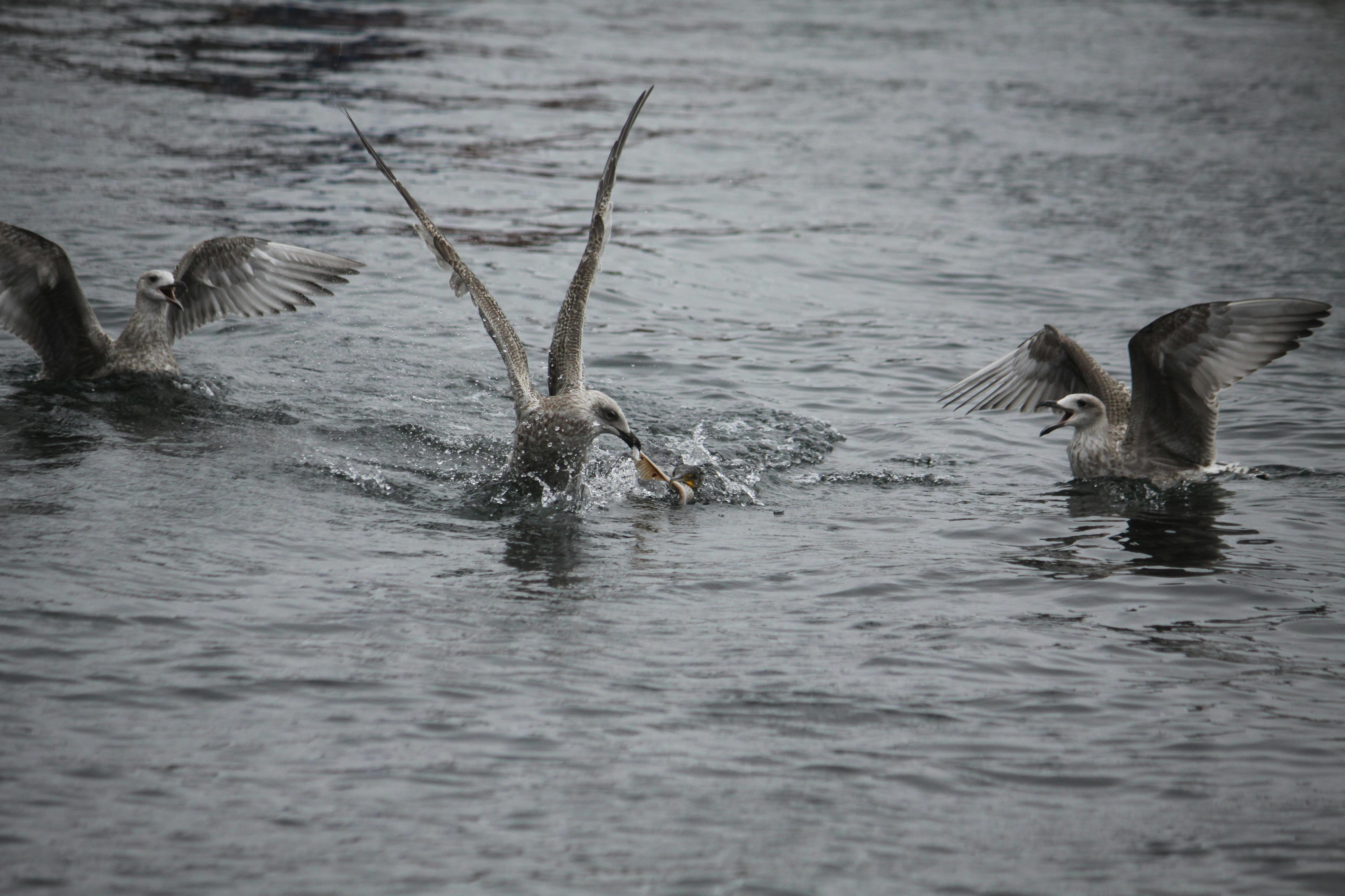 Seagulls Catching Fish in Water · Free Stock Photo