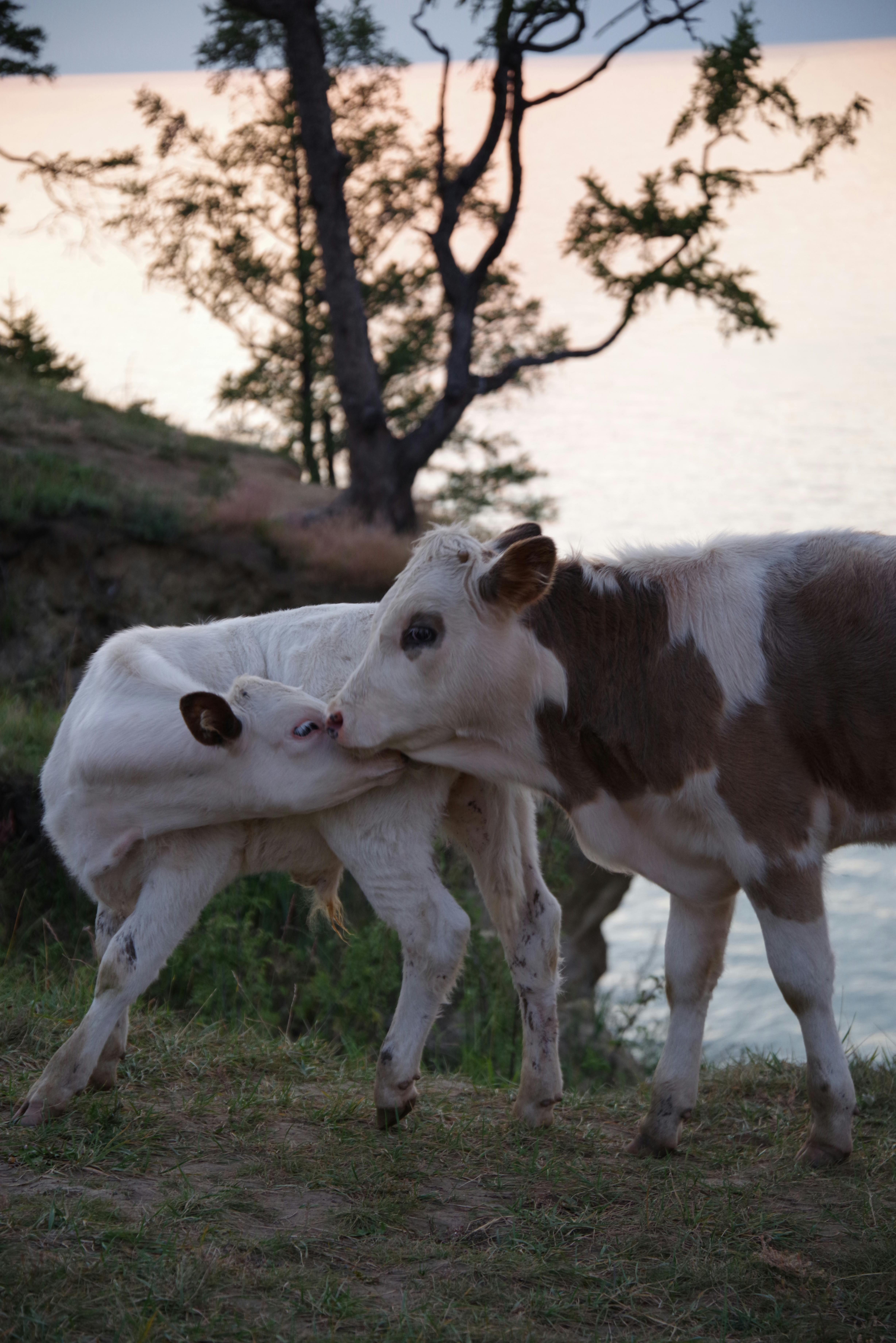 Two Cows on a Grassy Field · Free Stock Photo