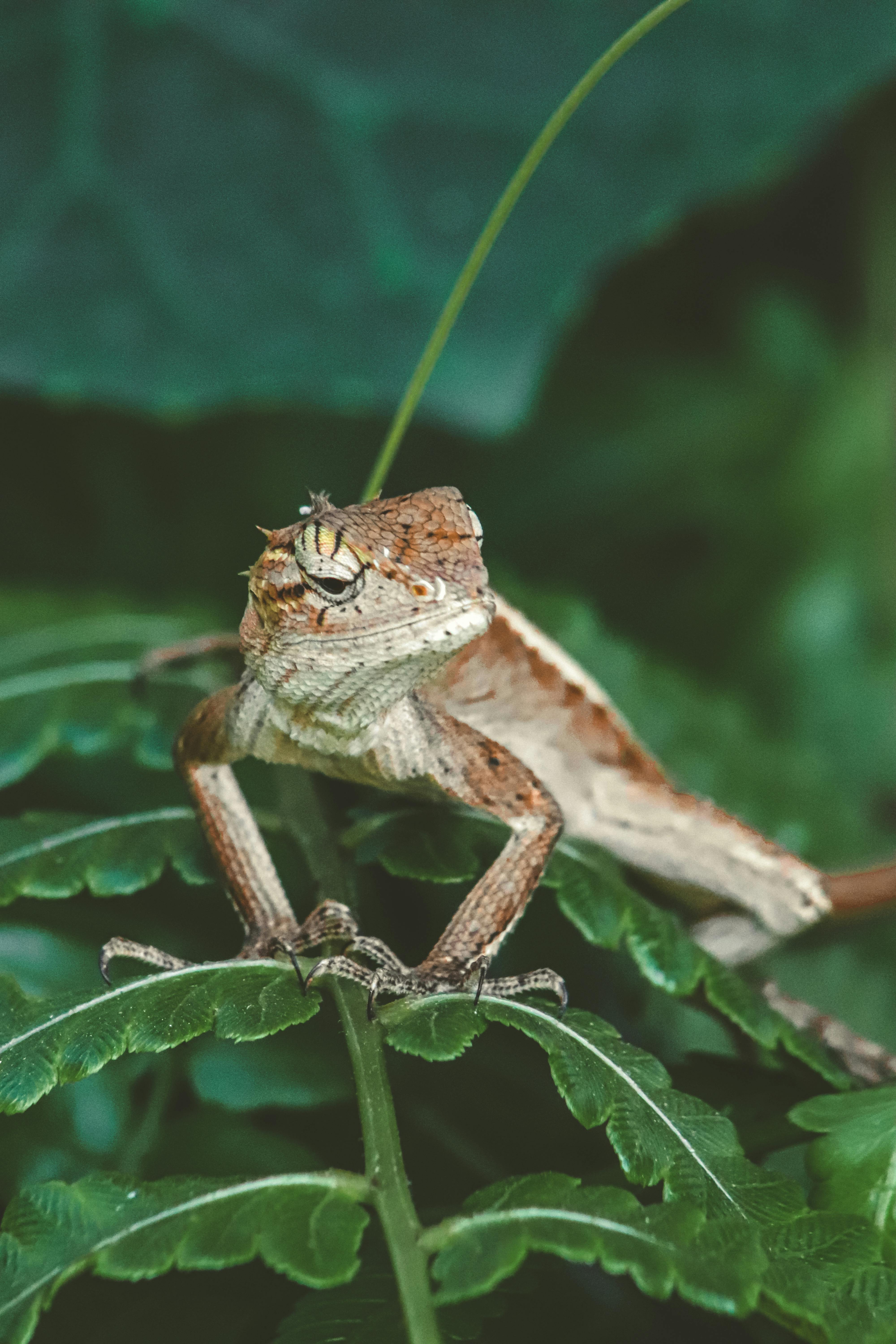 Lizard Photos, Download The BEST Free Lizard Stock Photos & HD Images