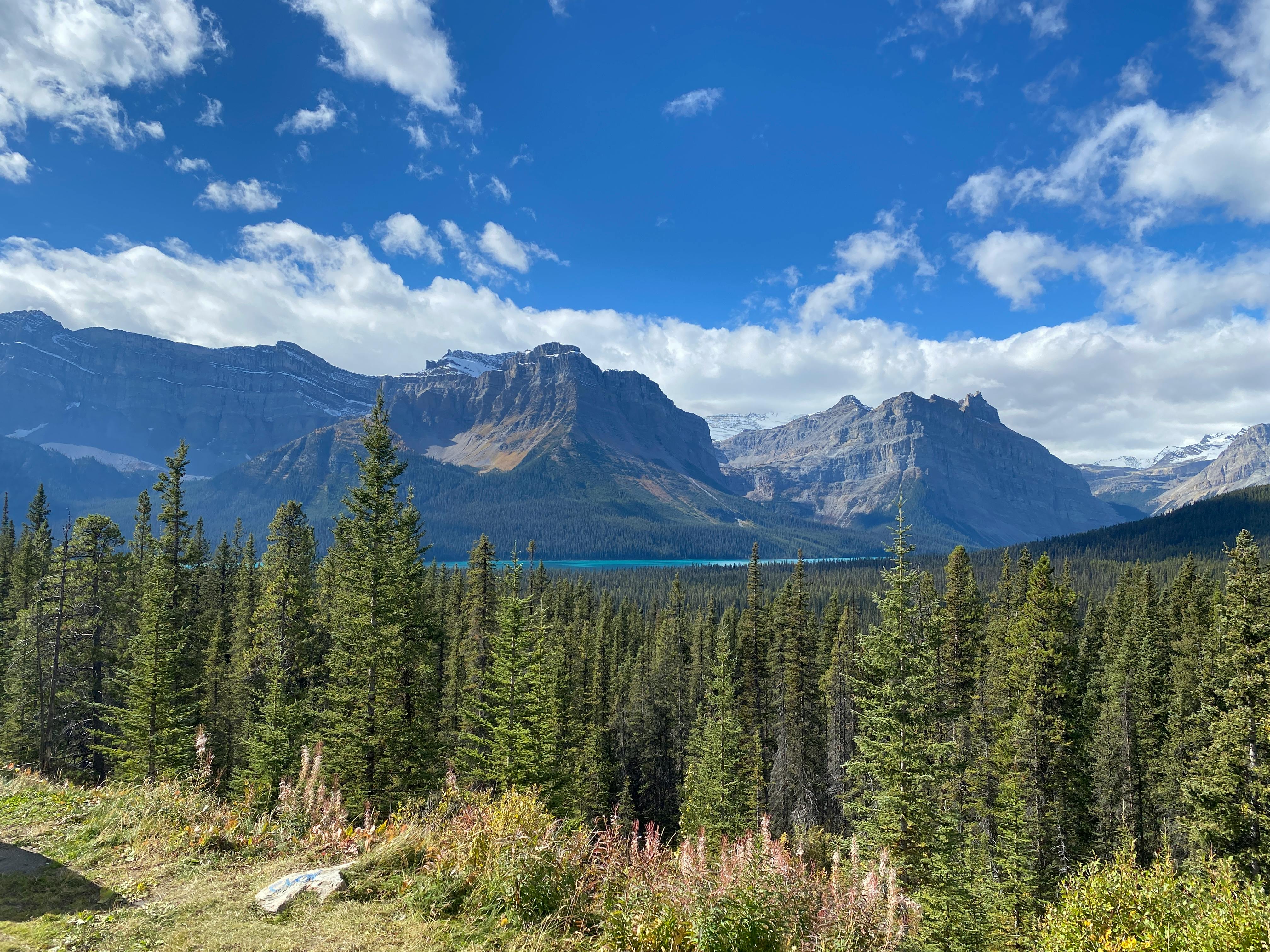 Green Grass on Forest · Free Stock Photo