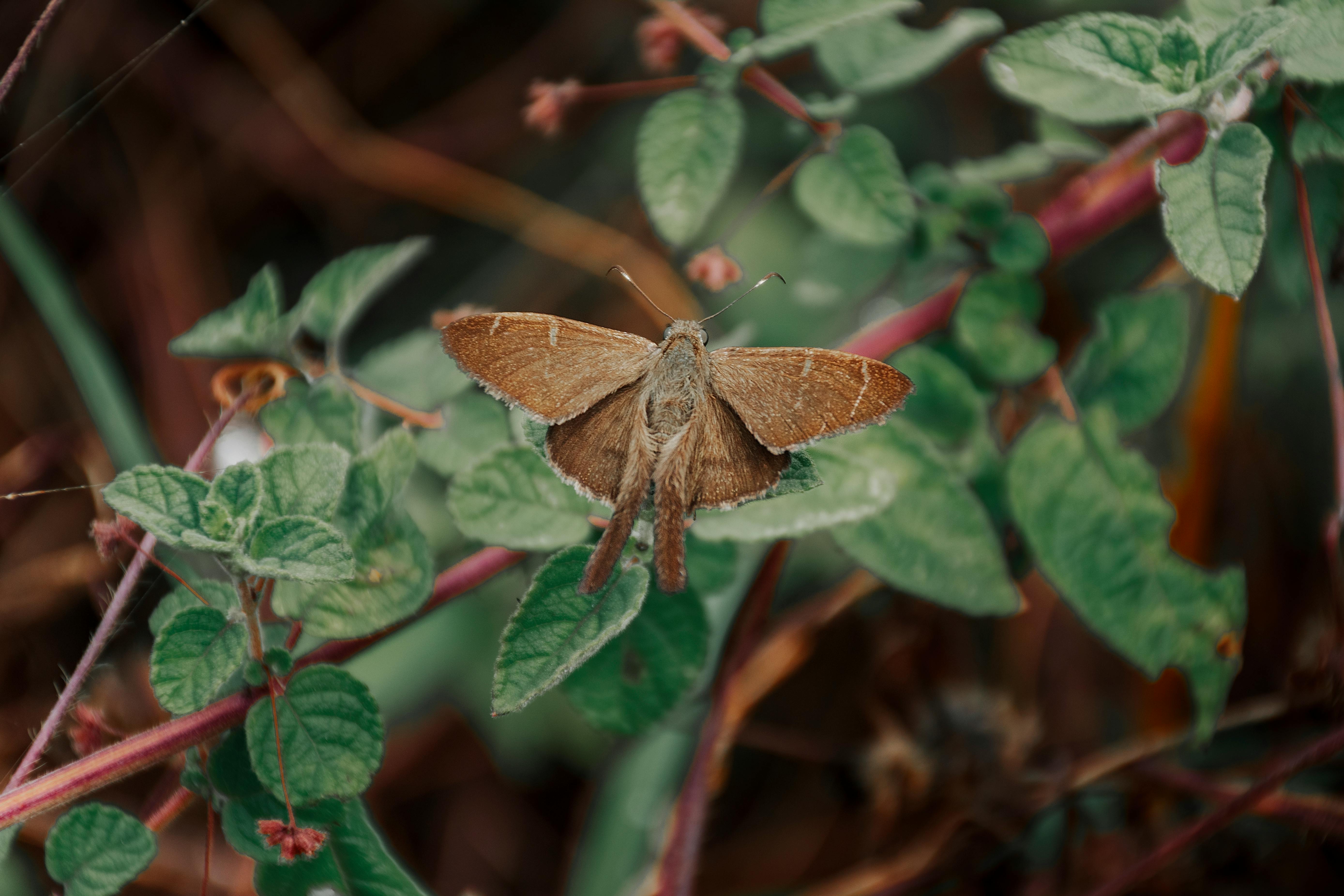Close-Up Shot of a Moth on Plant · Free Stock Photo