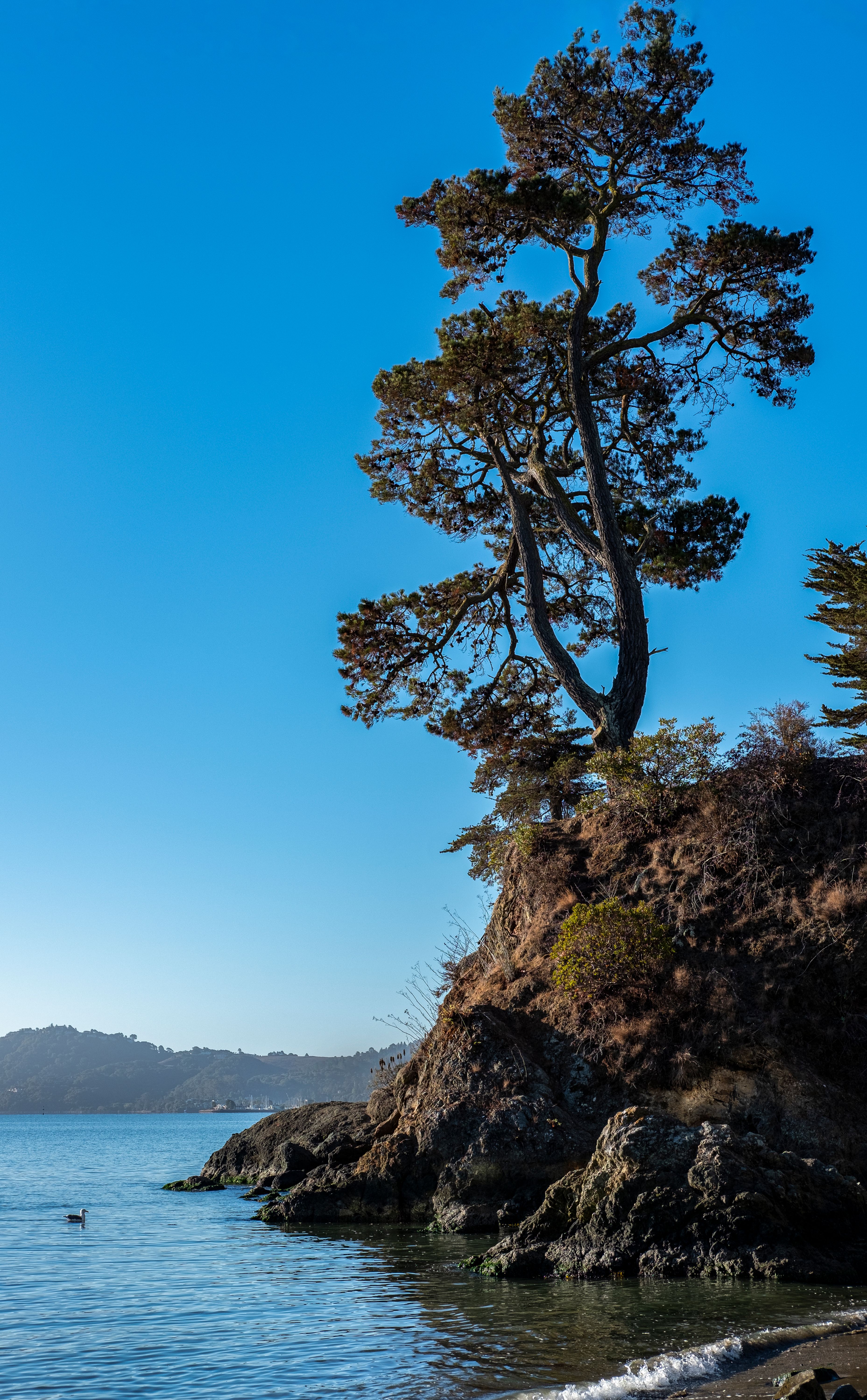 Tree on the Cliff Beside a Body of water · Free Stock Photo
