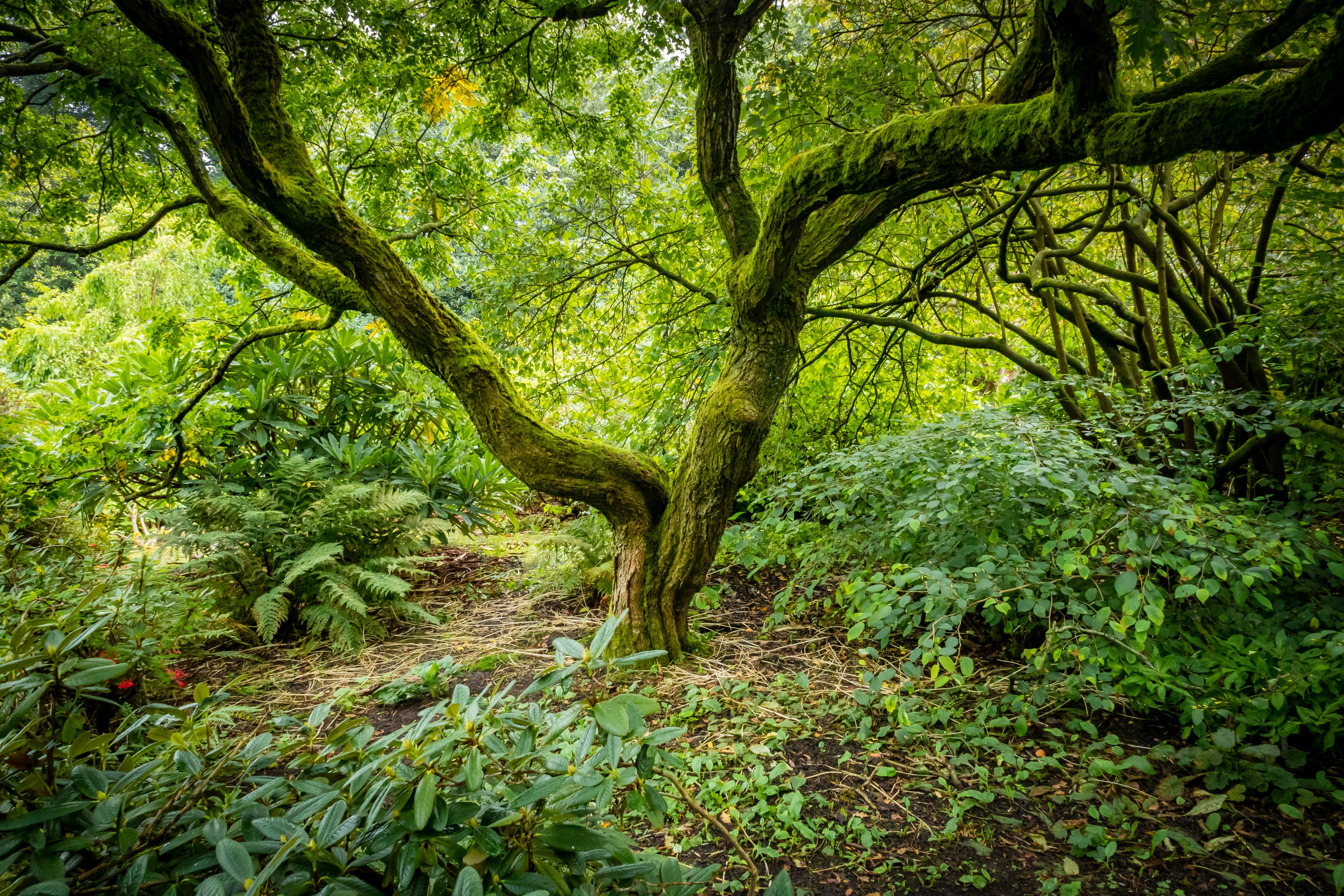 Trees in the Forest · Free Stock Photo