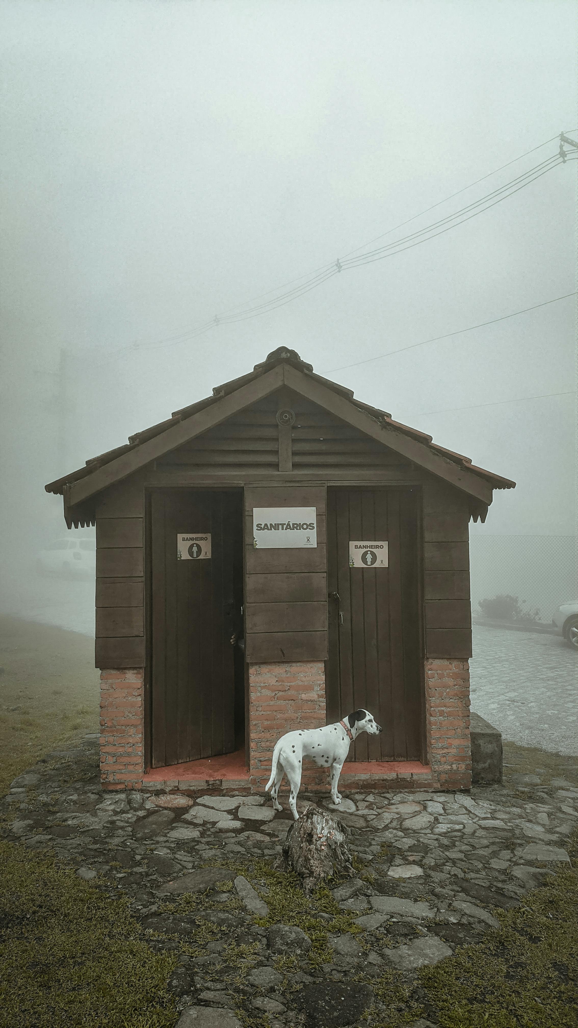 Mist Dog Photos, Download The BEST Free Mist Dog Stock Photos & HD Images