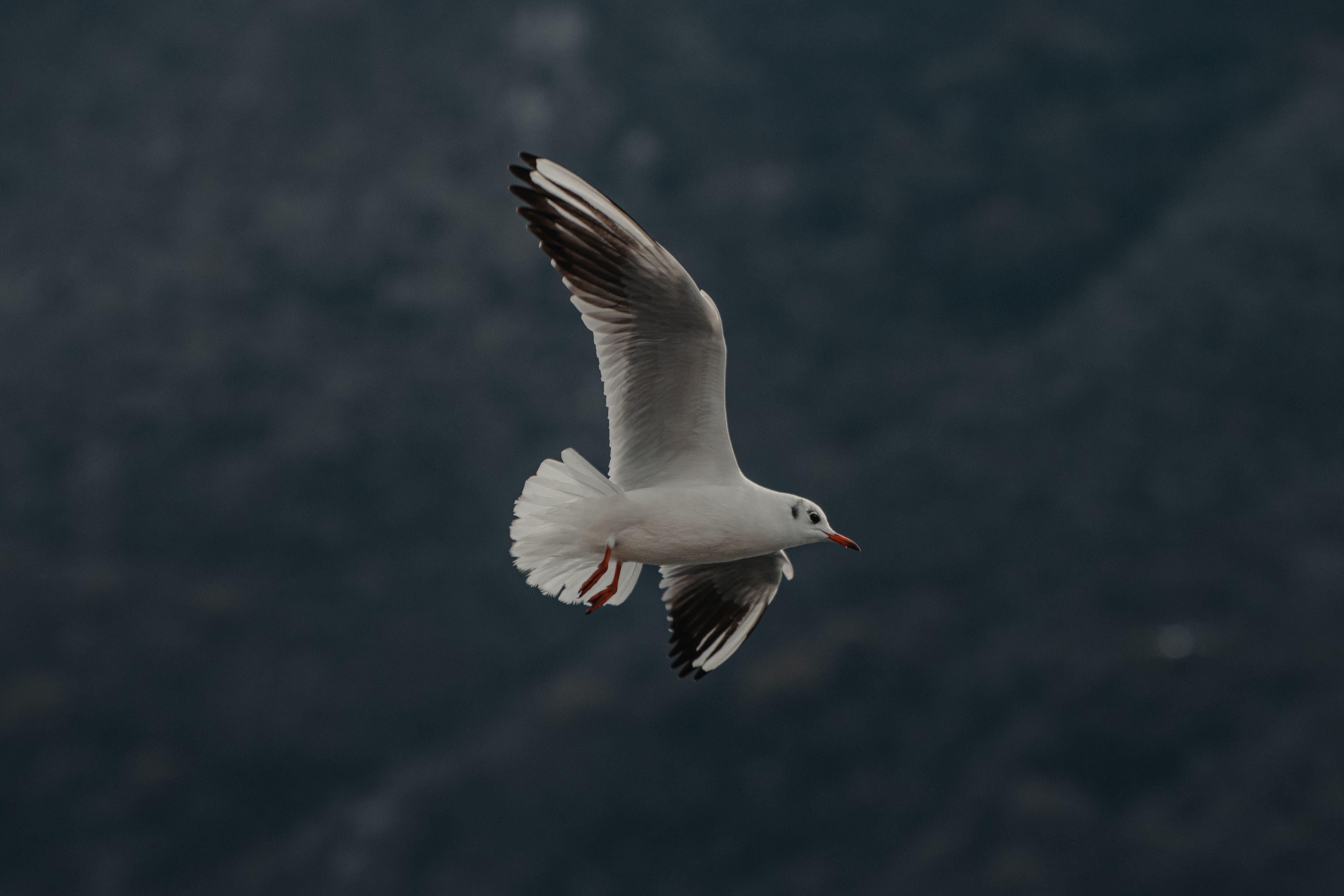 Close-Up Shot of a Seagull Flying · Free Stock Photo