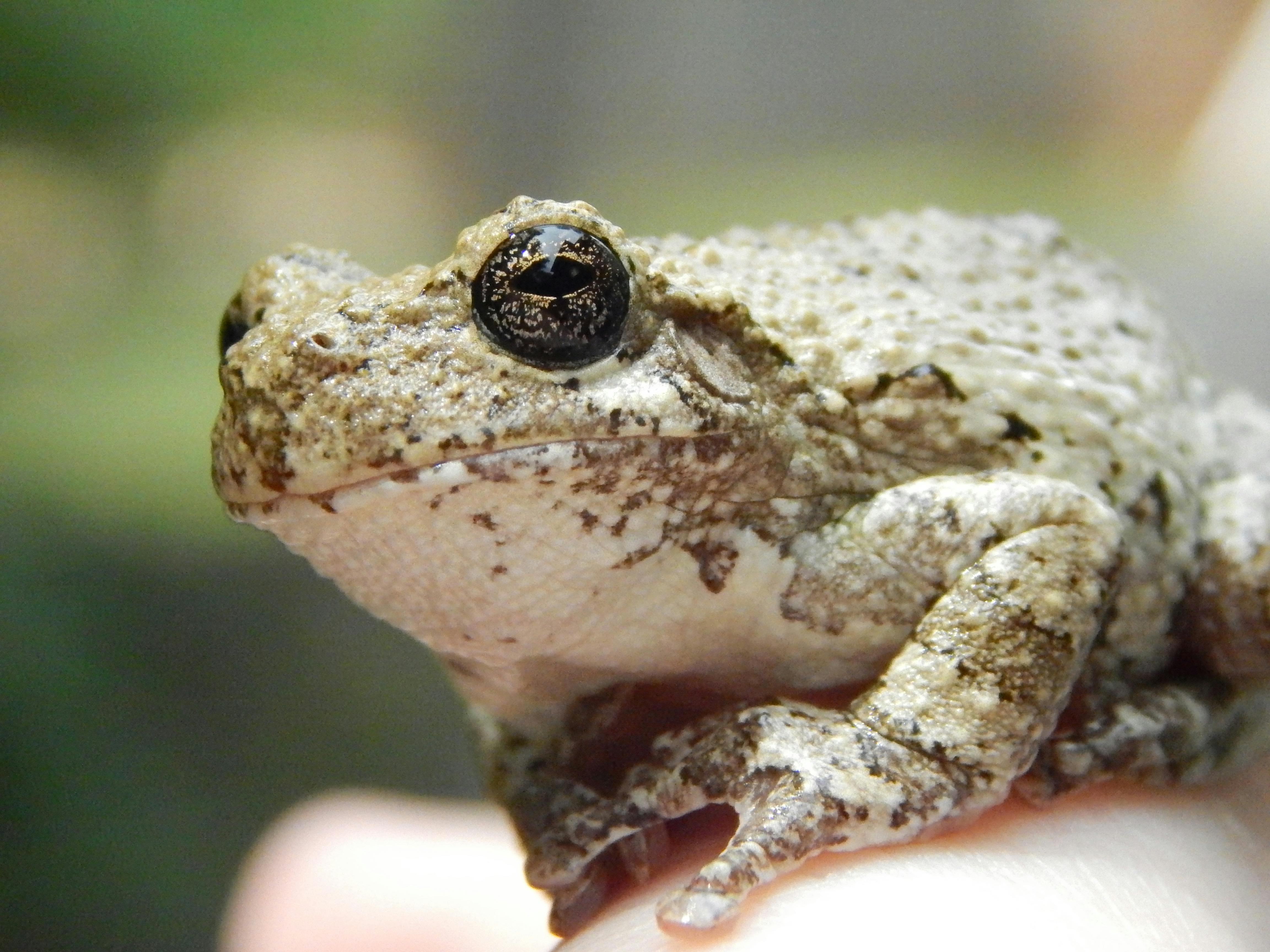 A Close-Up Shot of a Frog · Free Stock Photo