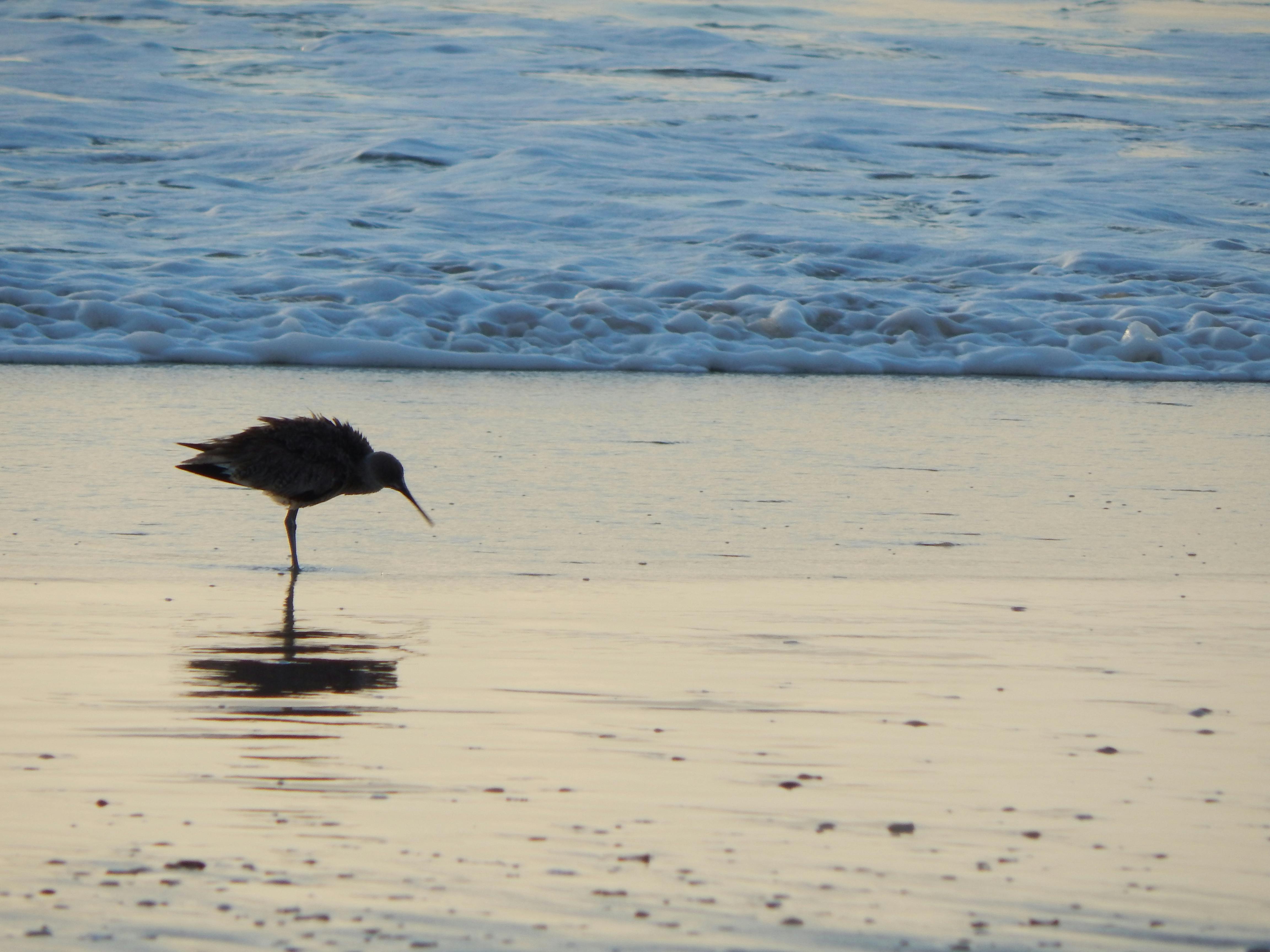 Rebecca Bates - Fotografía