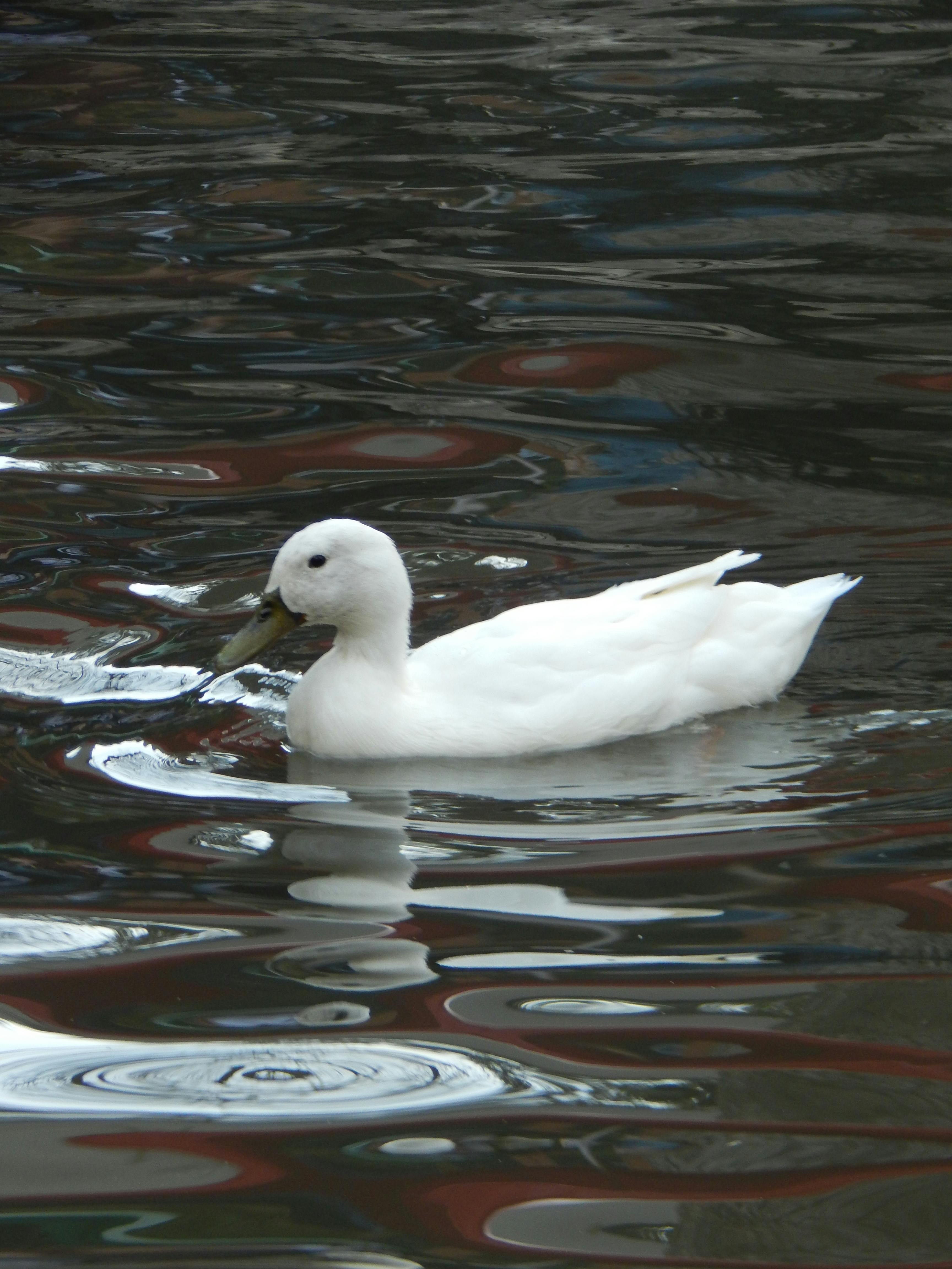 Rebecca Bates - Fotografía