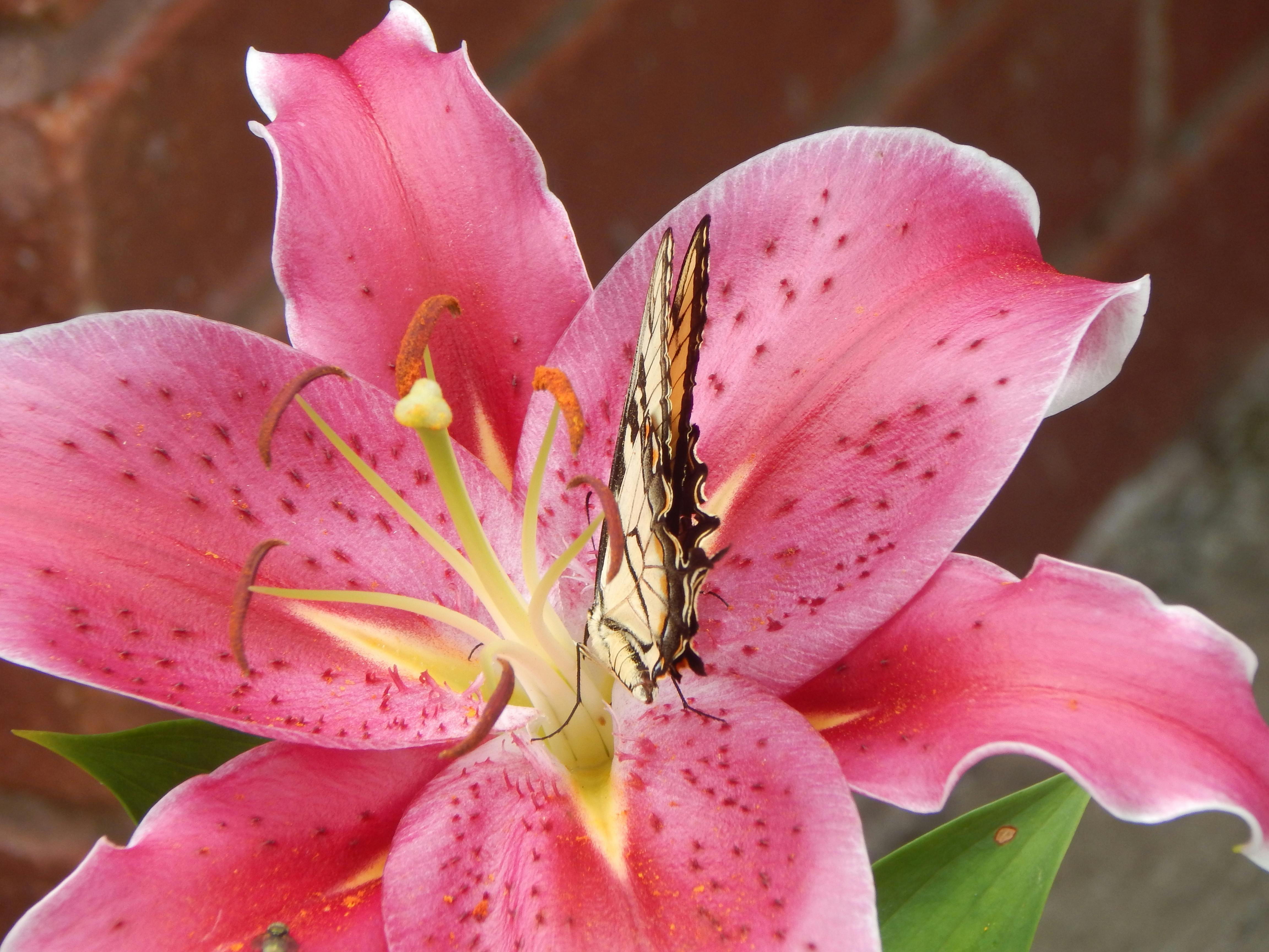 Rebecca Bates - Fotografía