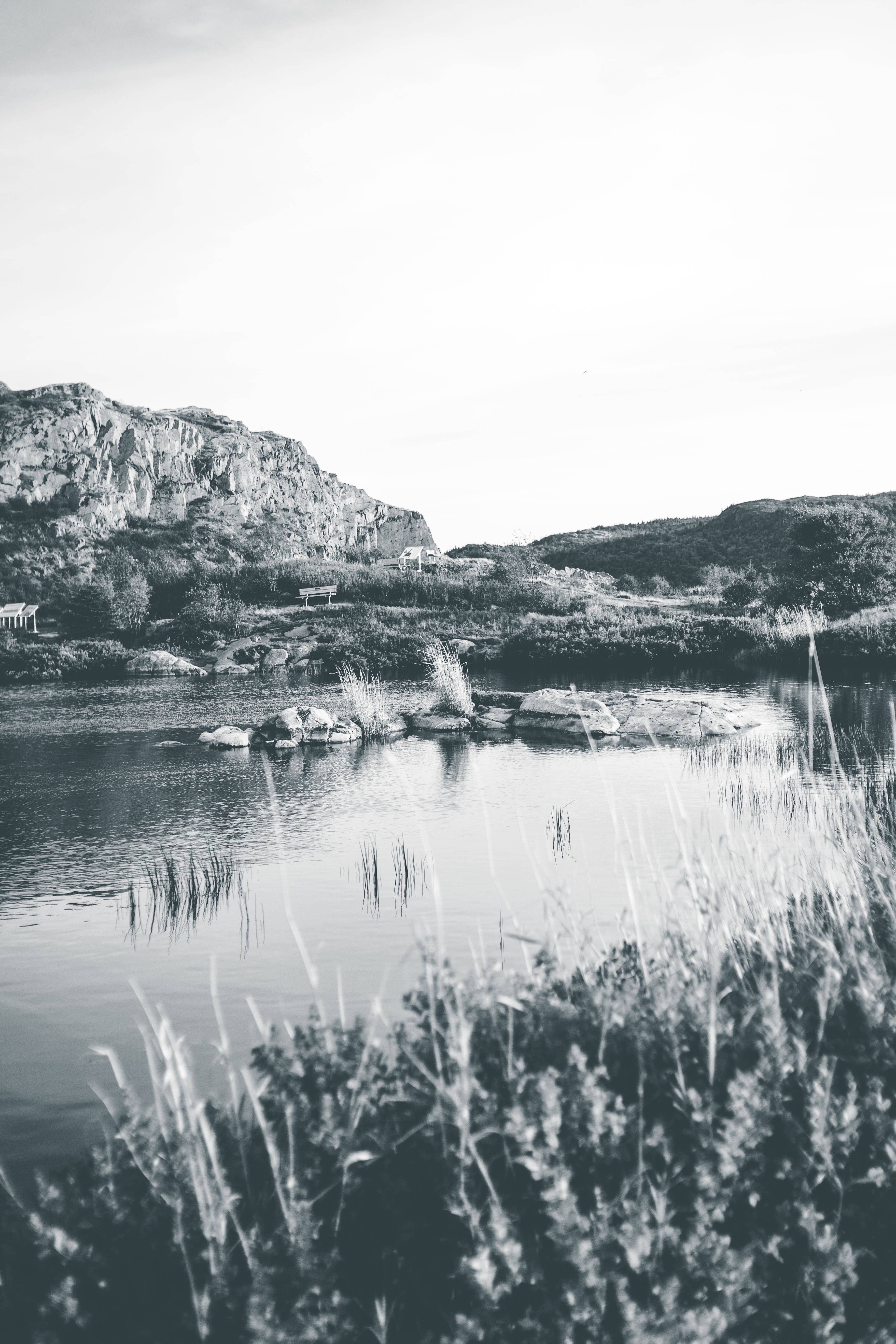 Grayscale Photo of Trees near the Lake · Free Stock Photo