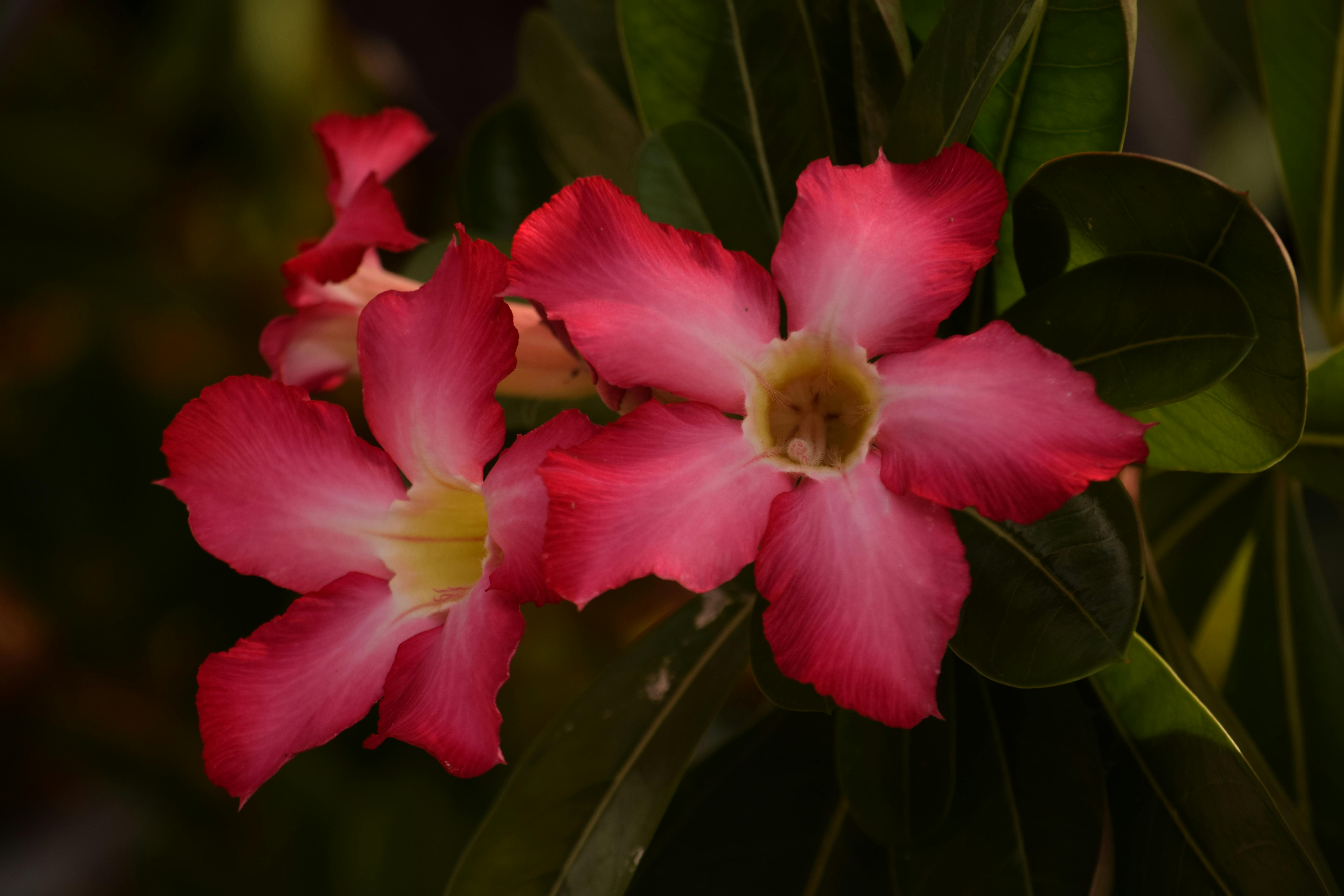 Close-Up Shot of Adenium Flowers in Bloom · Free Stock Photo