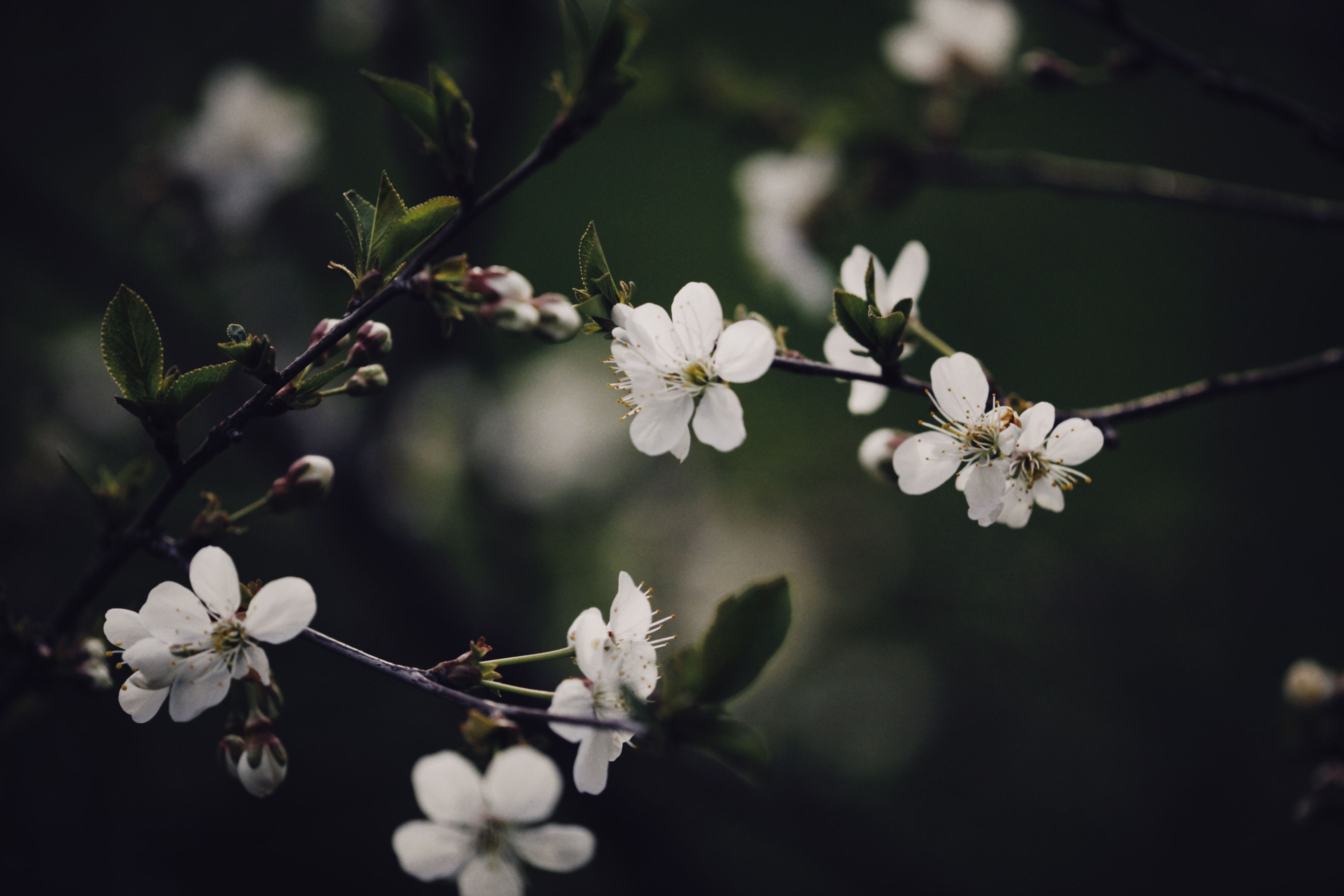 Shallow Focus Photography of White Flowers · Free Stock Photo