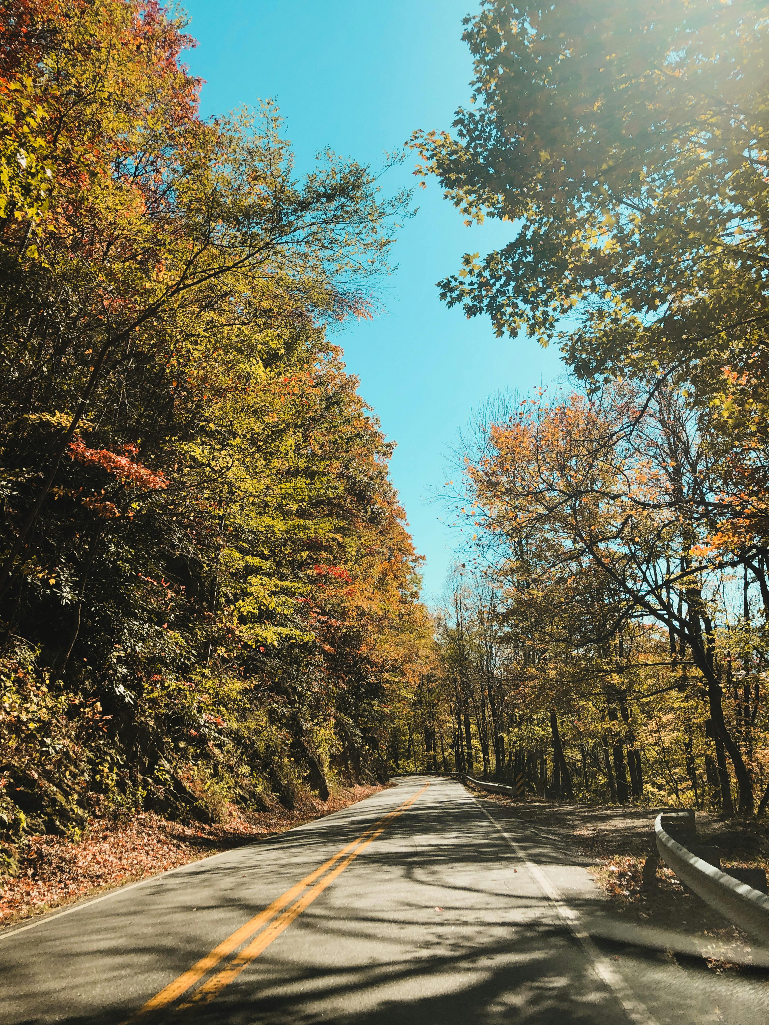 Asphalt Road Between Trees · Free Stock Photo