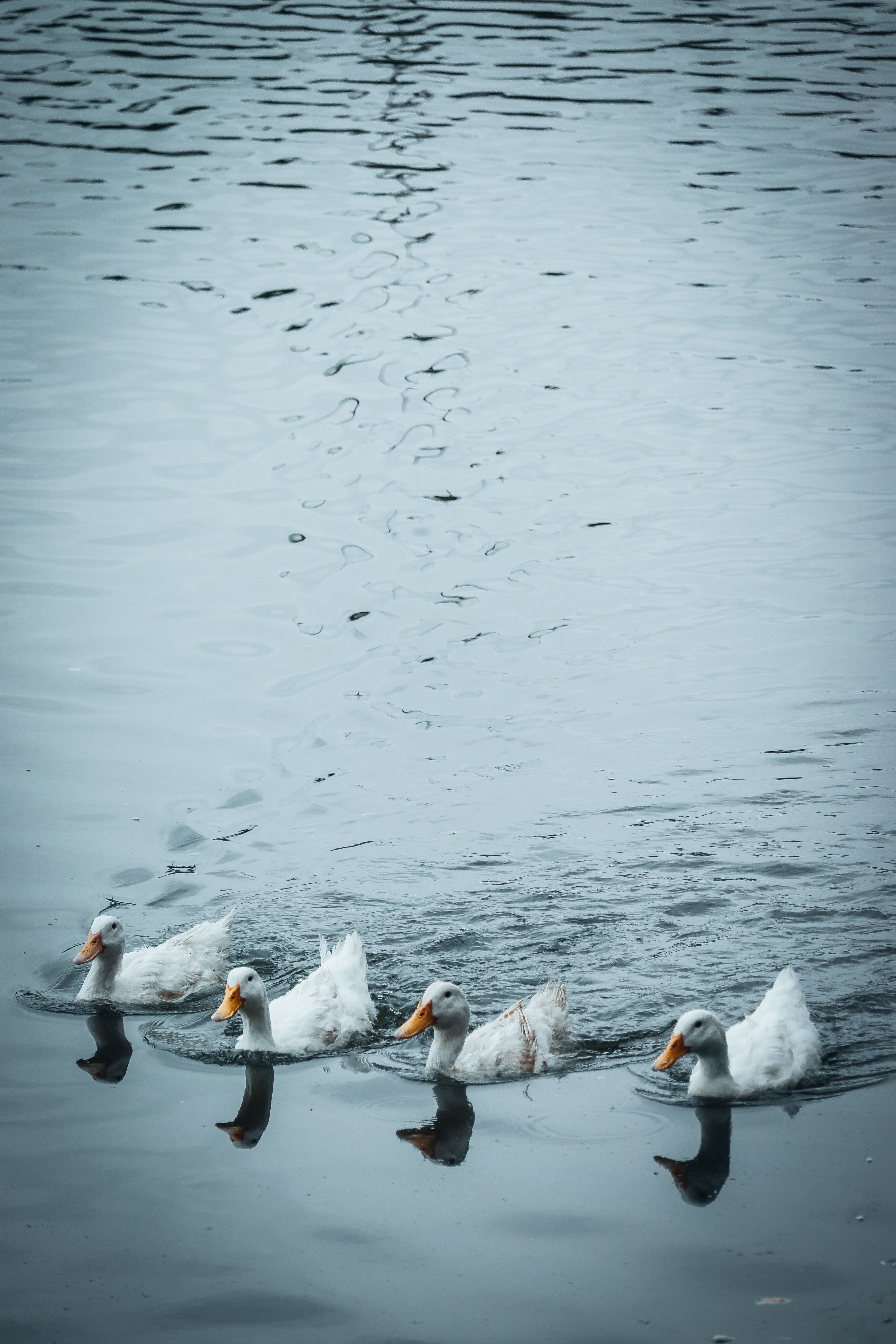 A Mandarin Duck Swimming on the Lake · Free Stock Photo