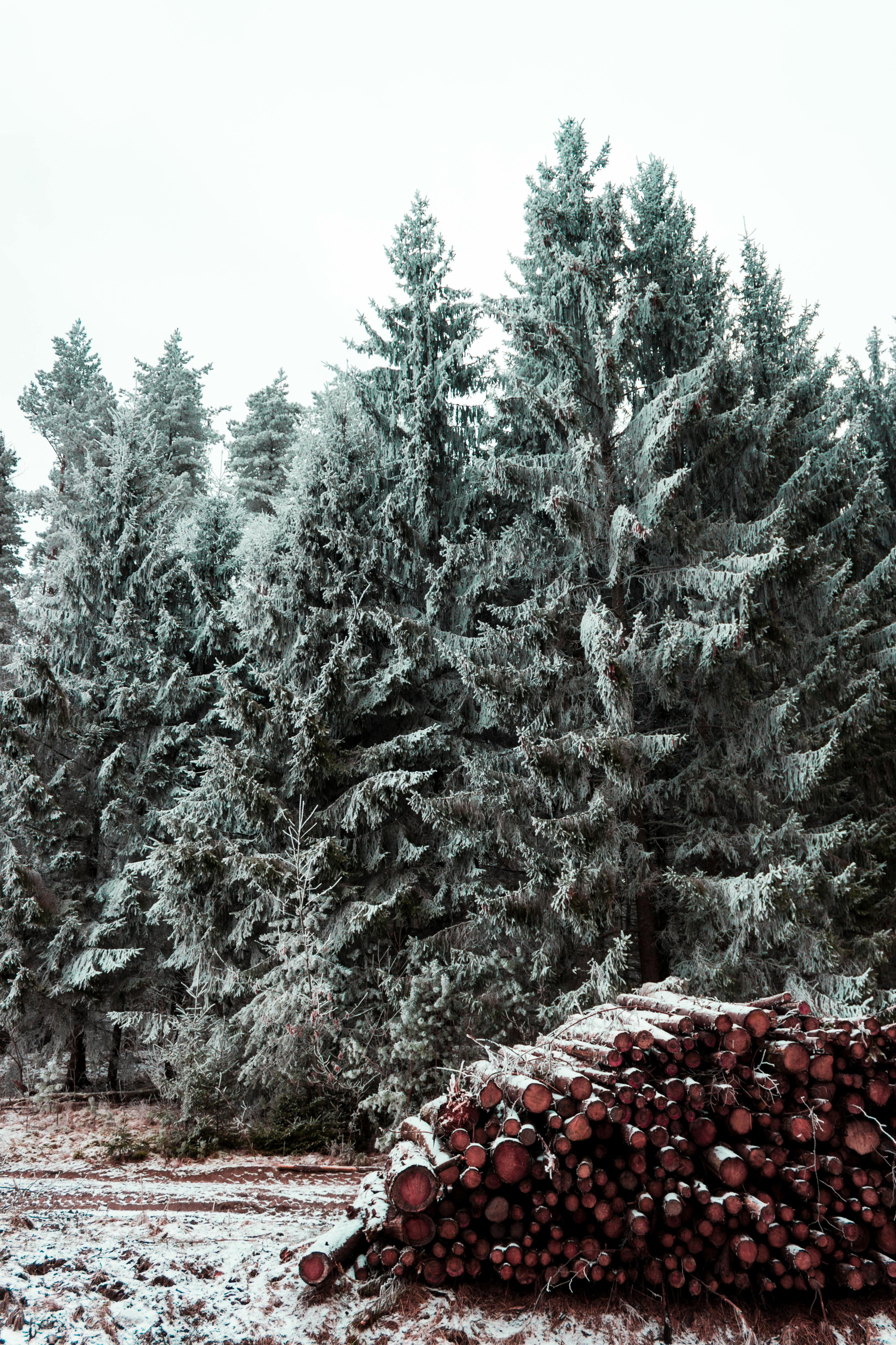 Snow Covered Pine Trees · Free Stock Photo