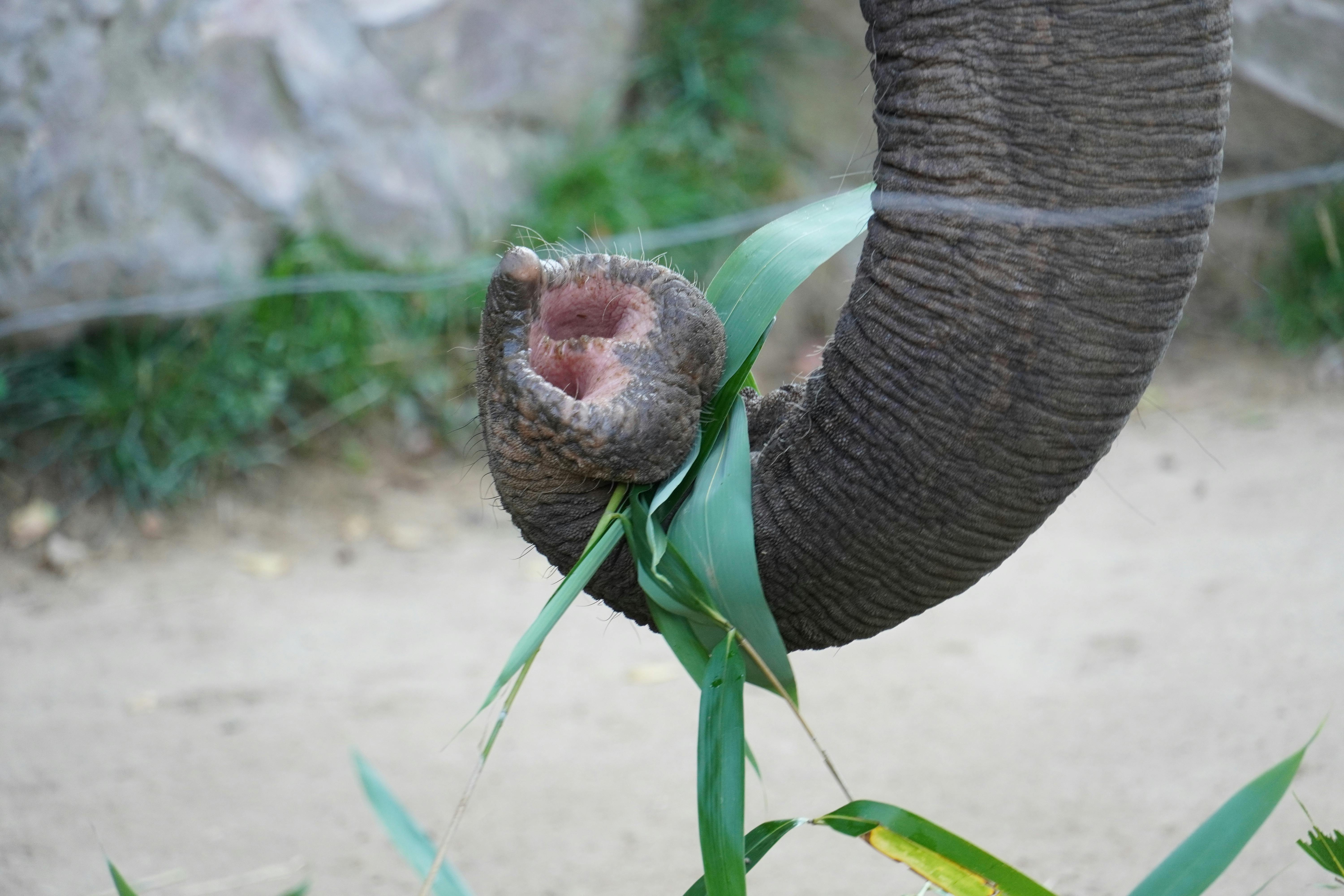 Elephant Plucking Leaves From Trees with Its Trunk · Free Stock Photo