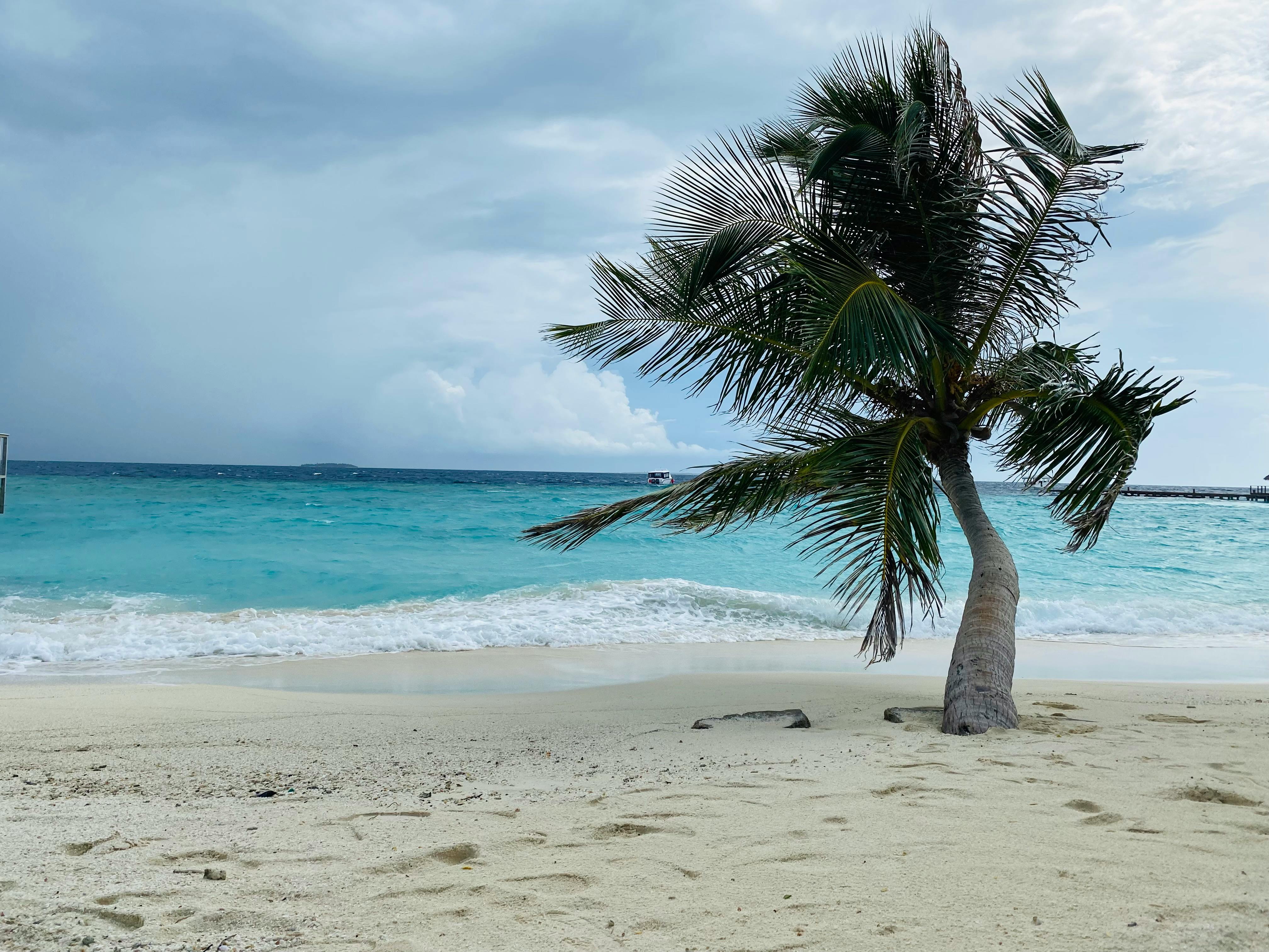 Coconut Tree Near Sea at Daytime · Free Stock Photo