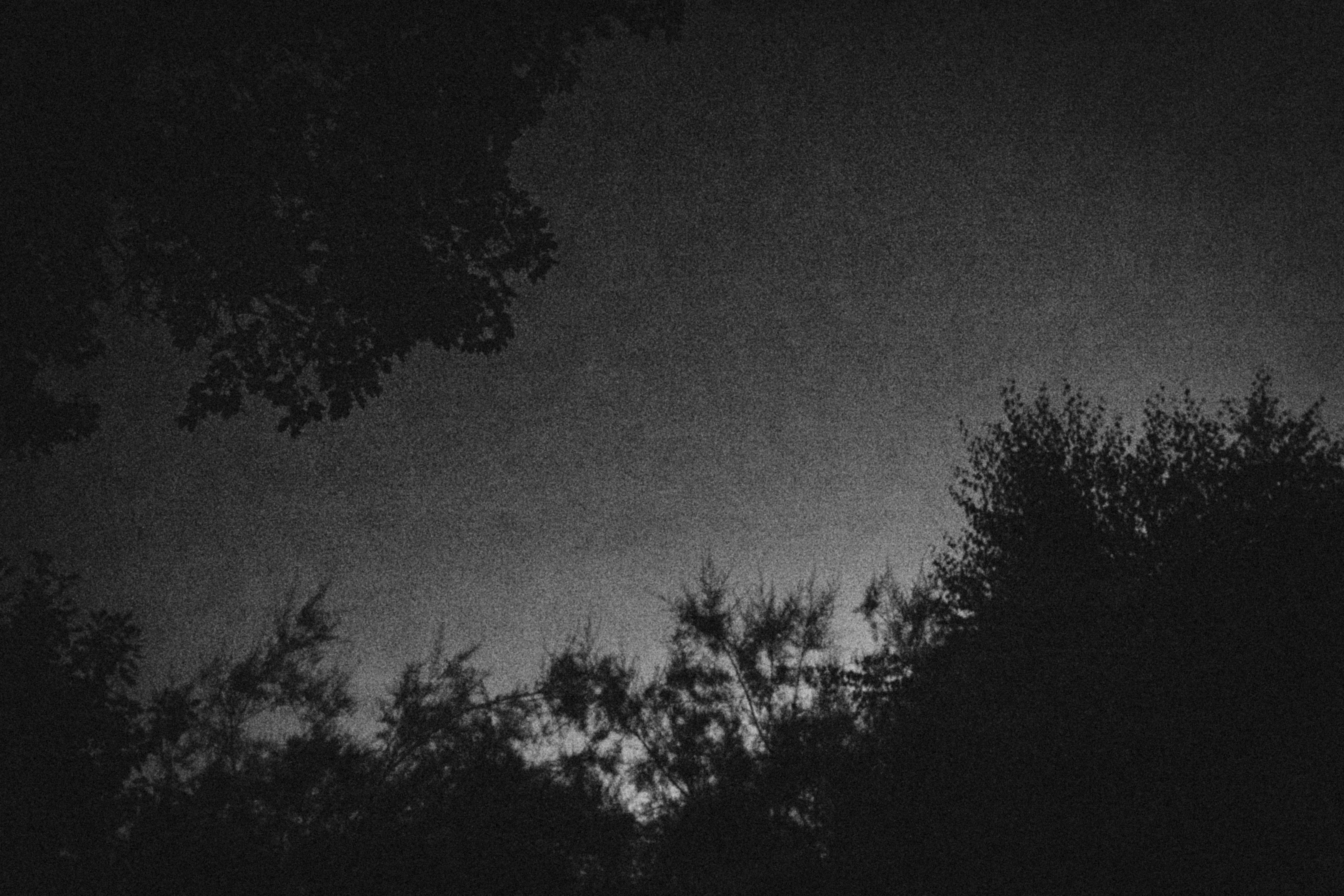 Black and White Photo of the Sky and Trees · Free Stock Photo