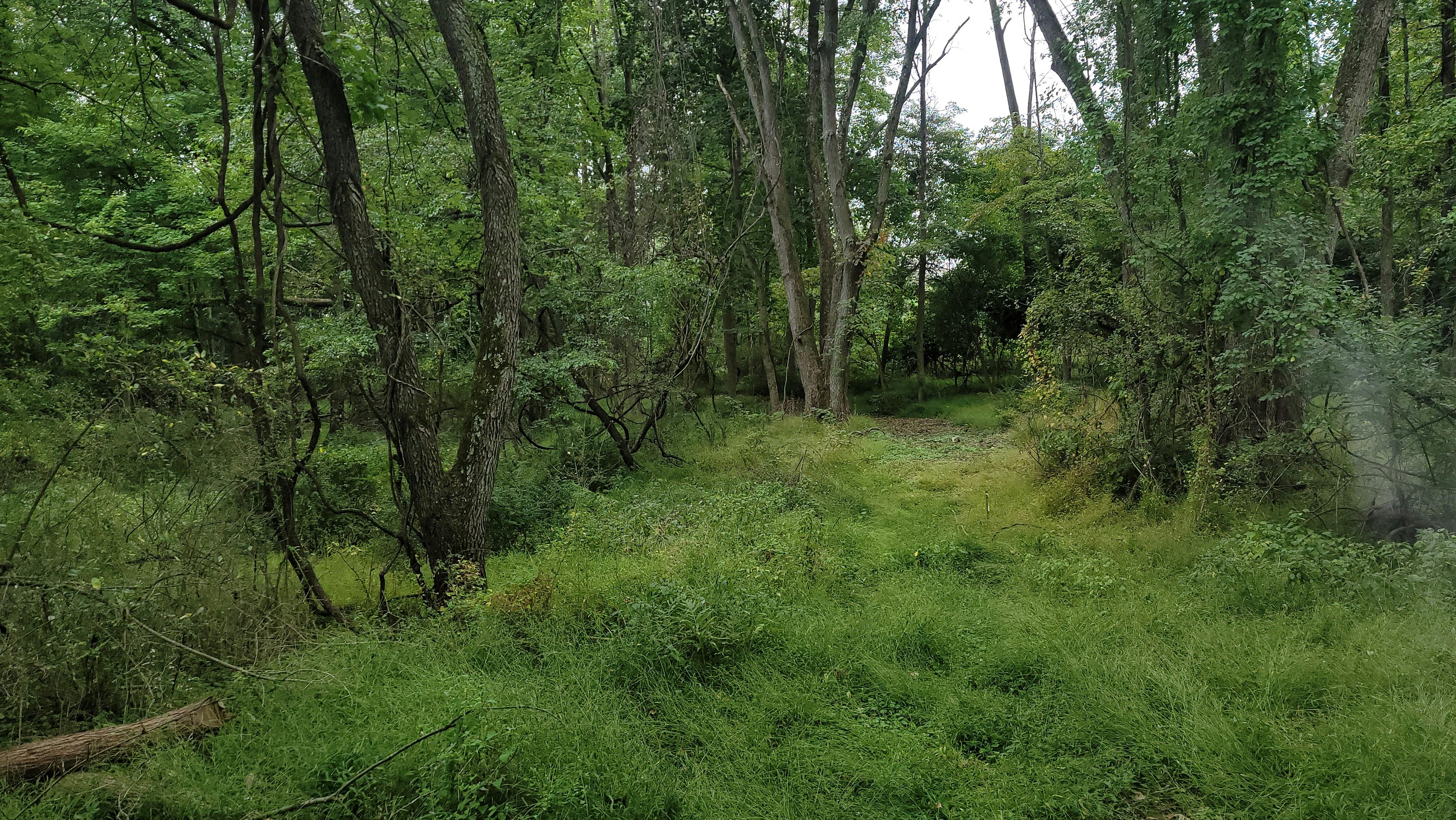 Green Grass and Trees in the Forest · Free Stock Photo