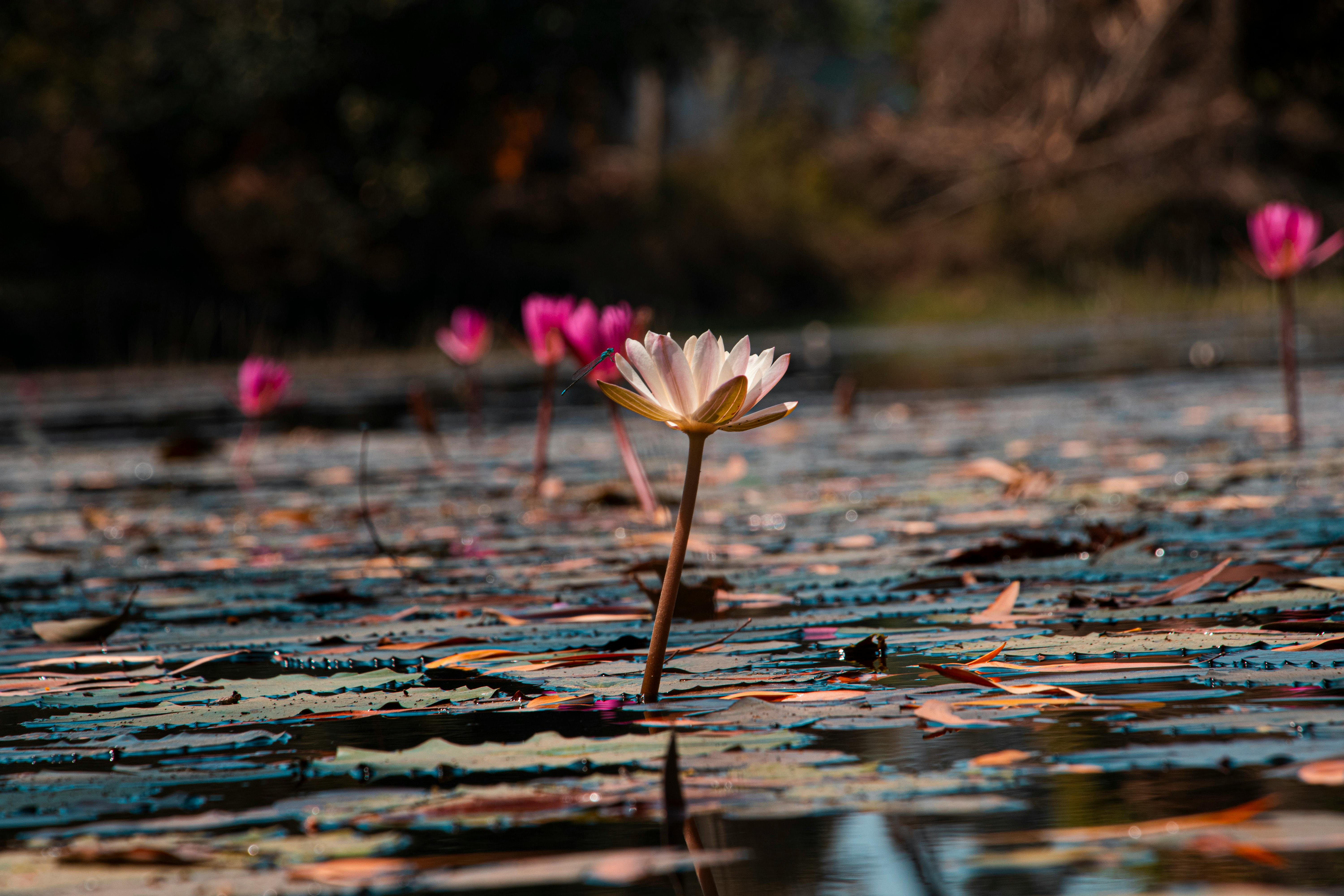 5,000+ Best Flowe Photos · 100% Free Download · Pexels Stock Photos