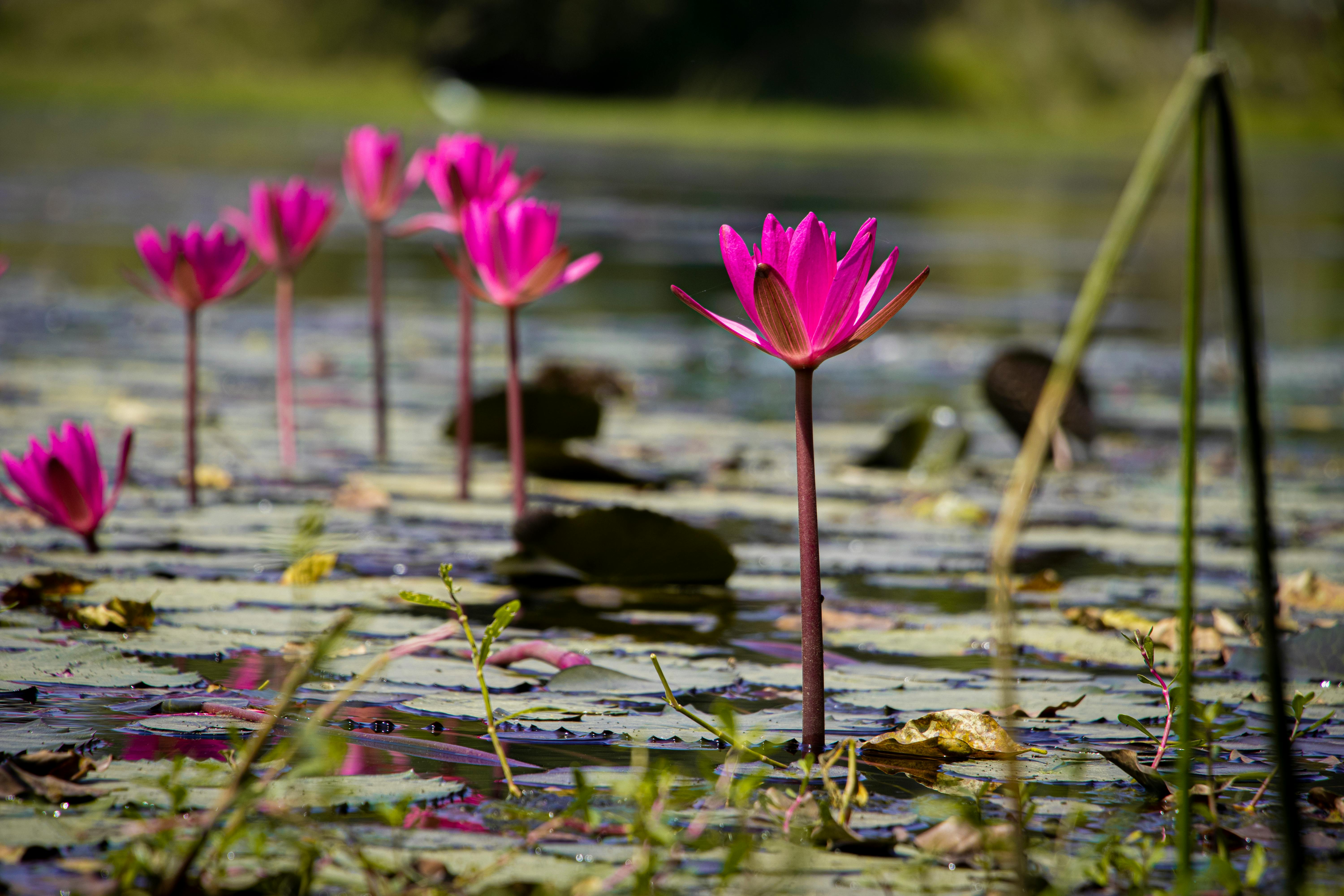 5,000+ Best Flowe Photos · 100% Free Download · Pexels Stock Photos