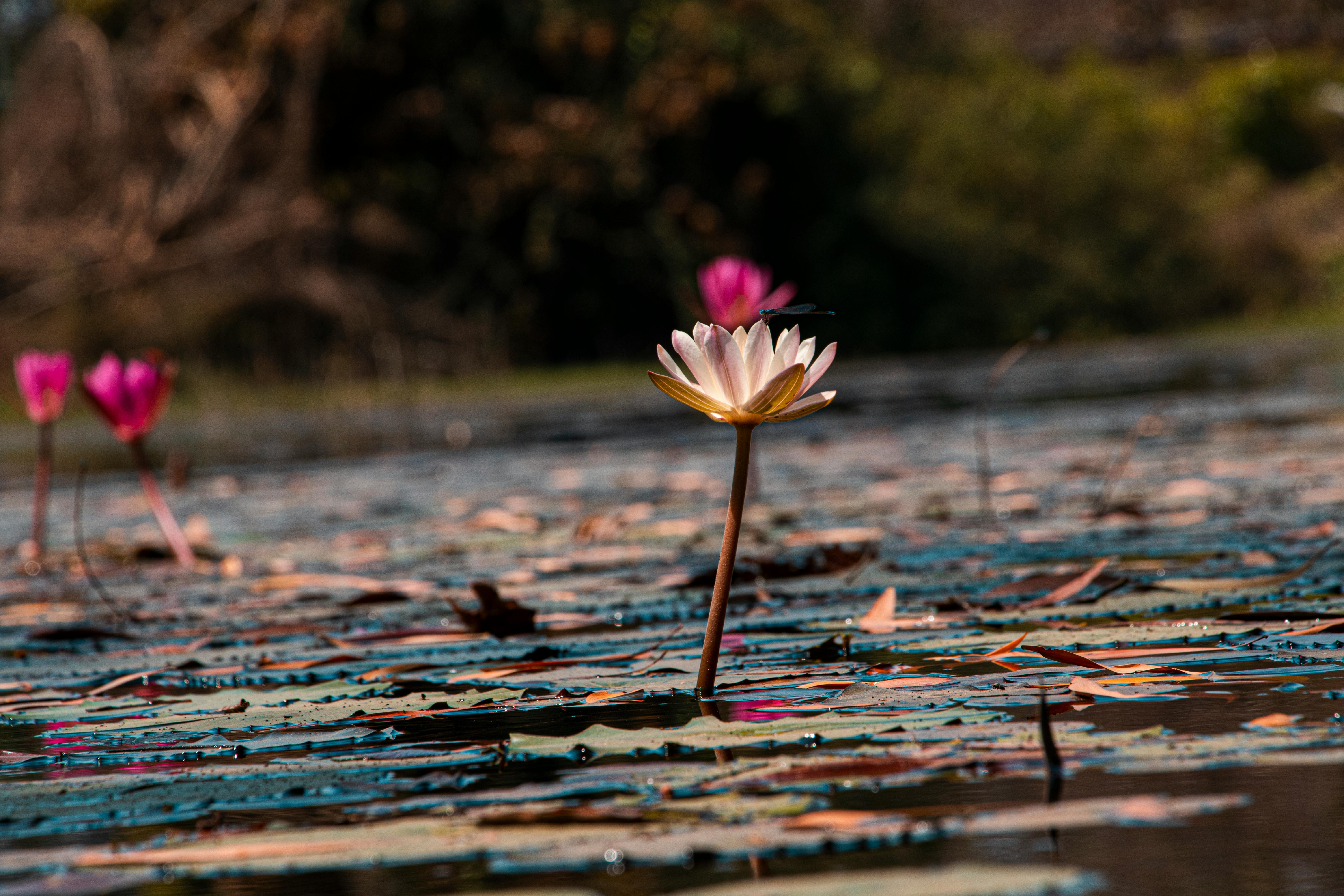 5,000+ Best Flowe Photos · 100% Free Download · Pexels Stock Photos