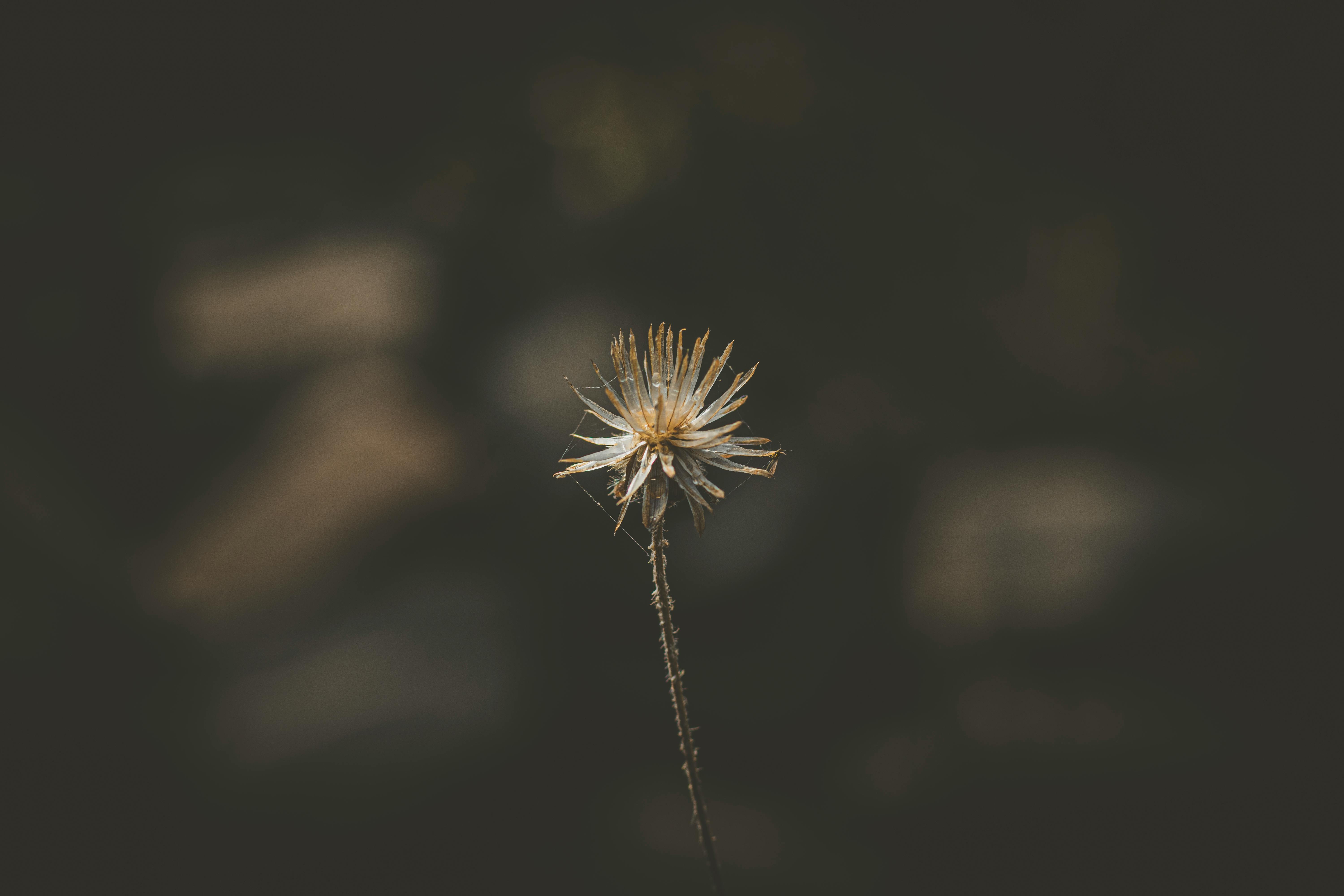 5,000+ Best Flowe Photos · 100% Free Download · Pexels Stock Photos