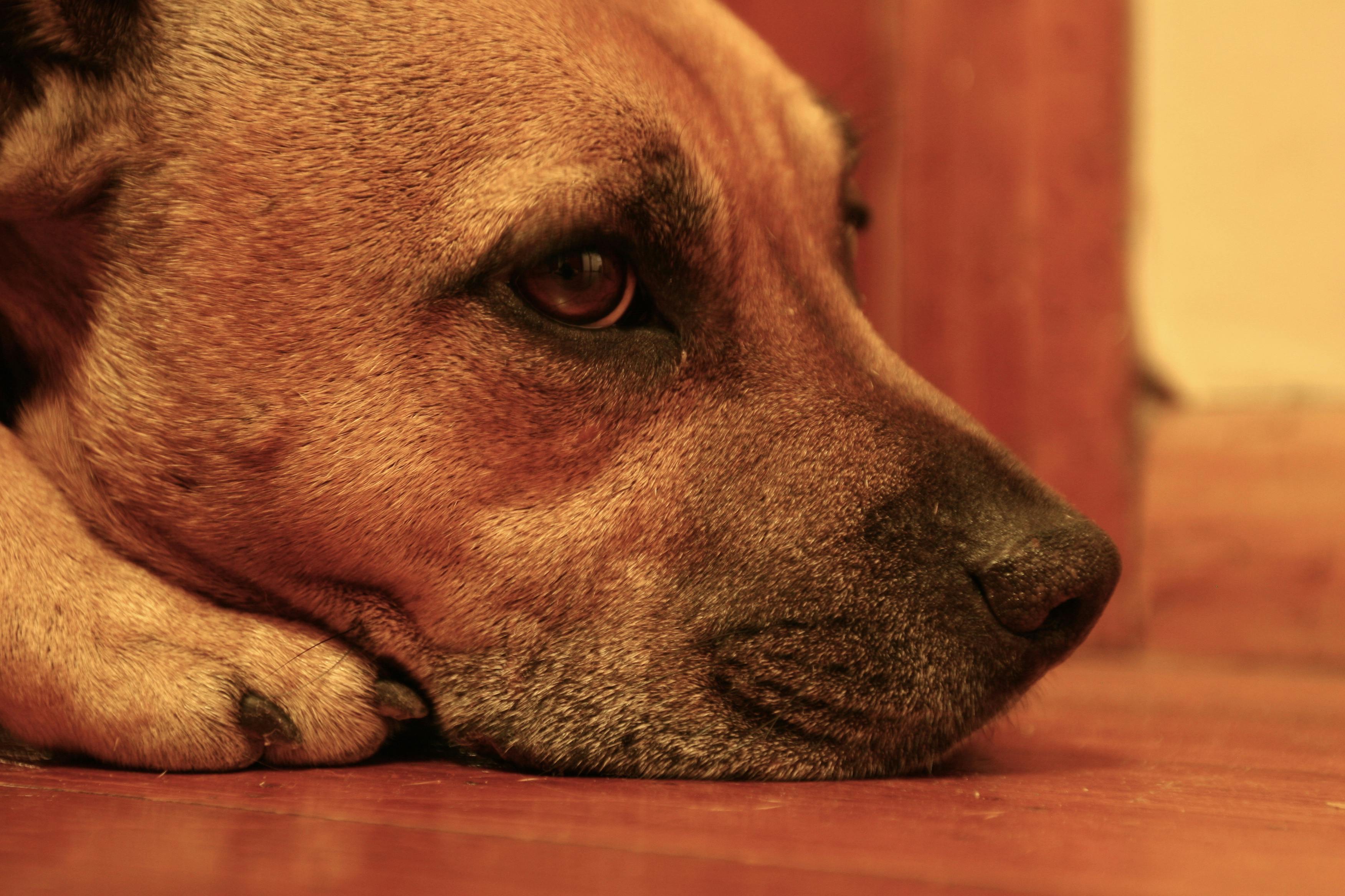 Free stock photo of flower, plat, seed