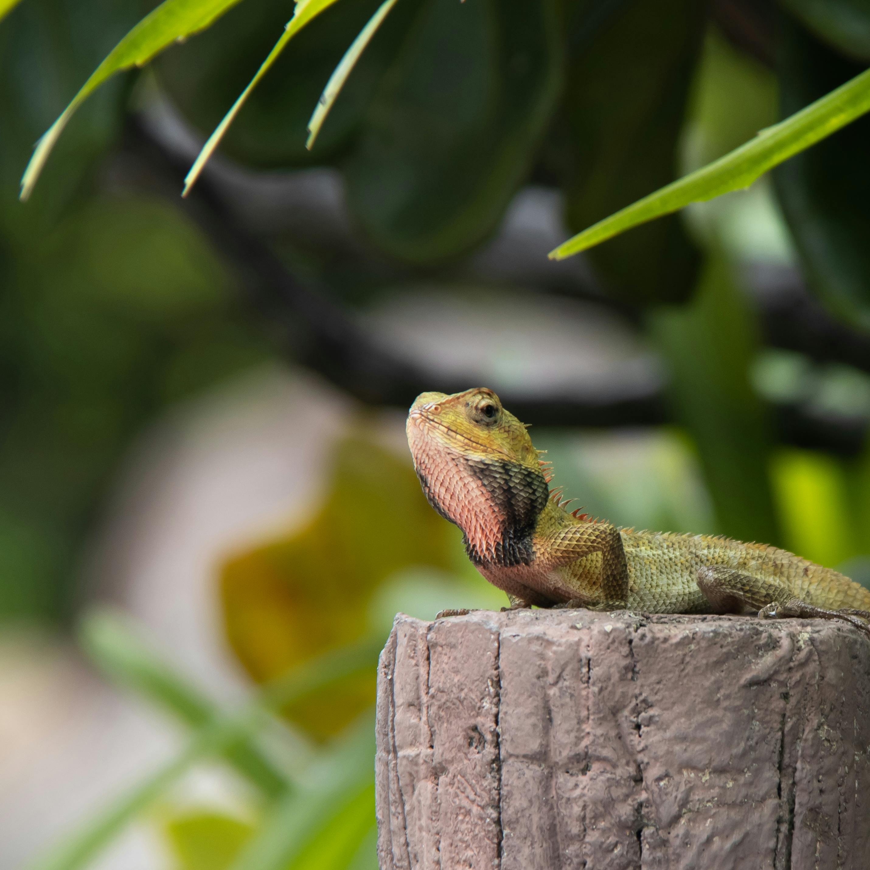 Close-Up Shot of a Lizard · Free Stock Photo