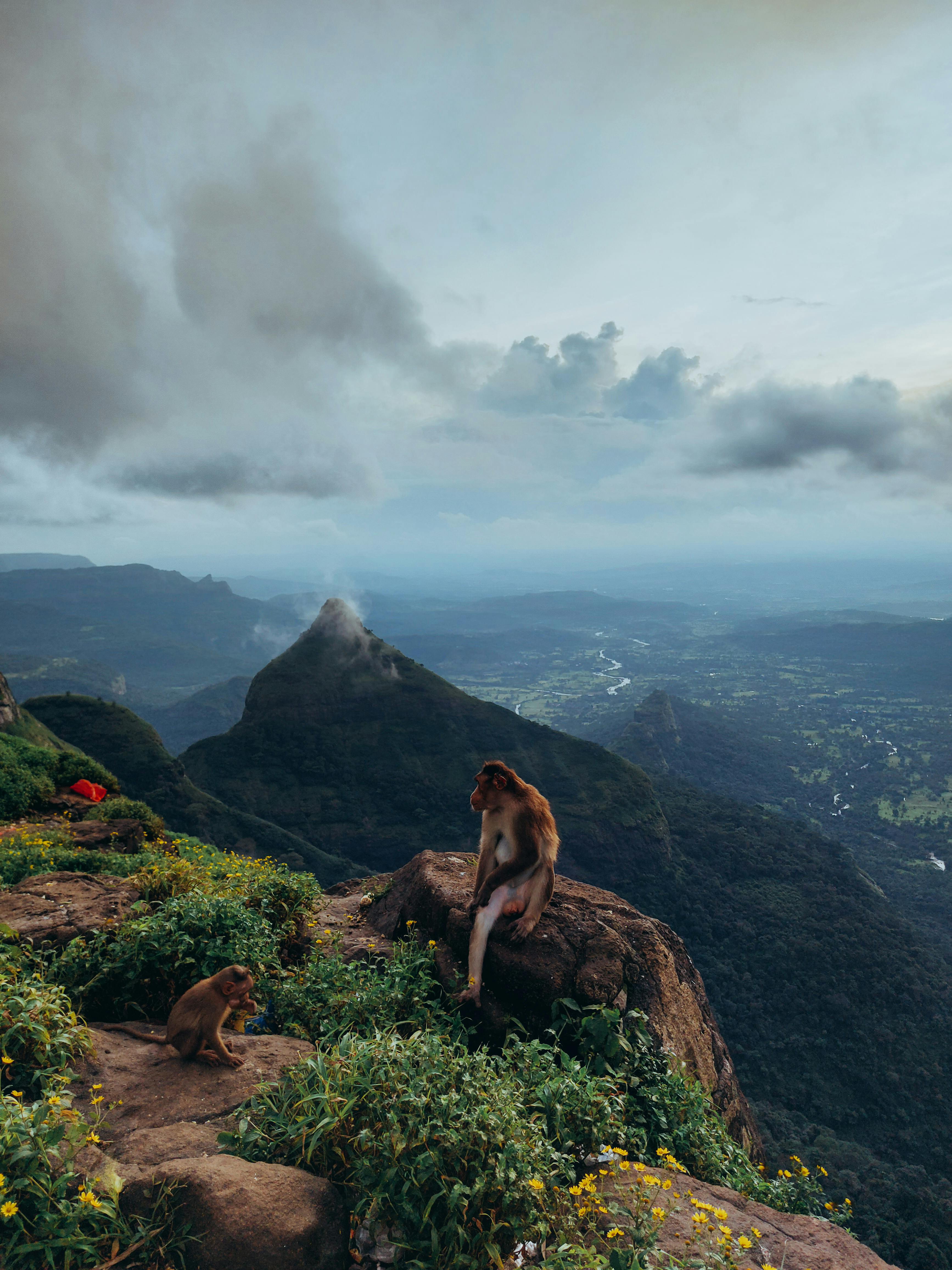 Bharat Photos, Download The BEST Free Bharat Stock Photos & HD Images