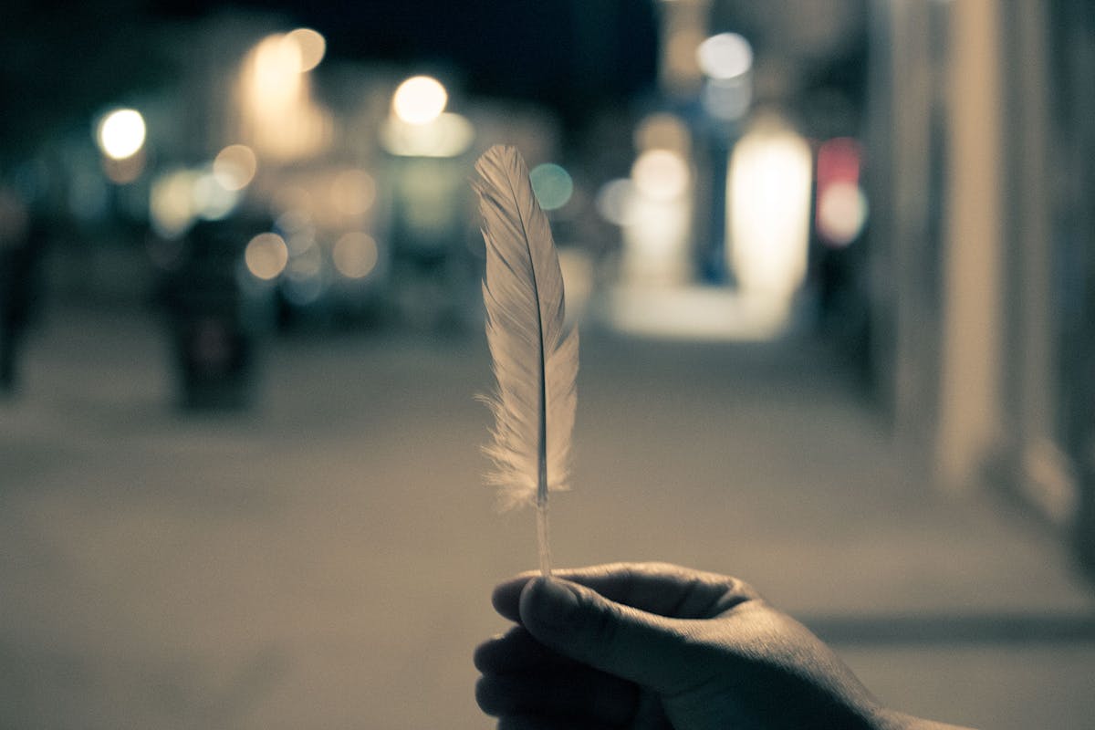 Feather Photos, Download The BEST Free Feather Stock Photos & HD Images