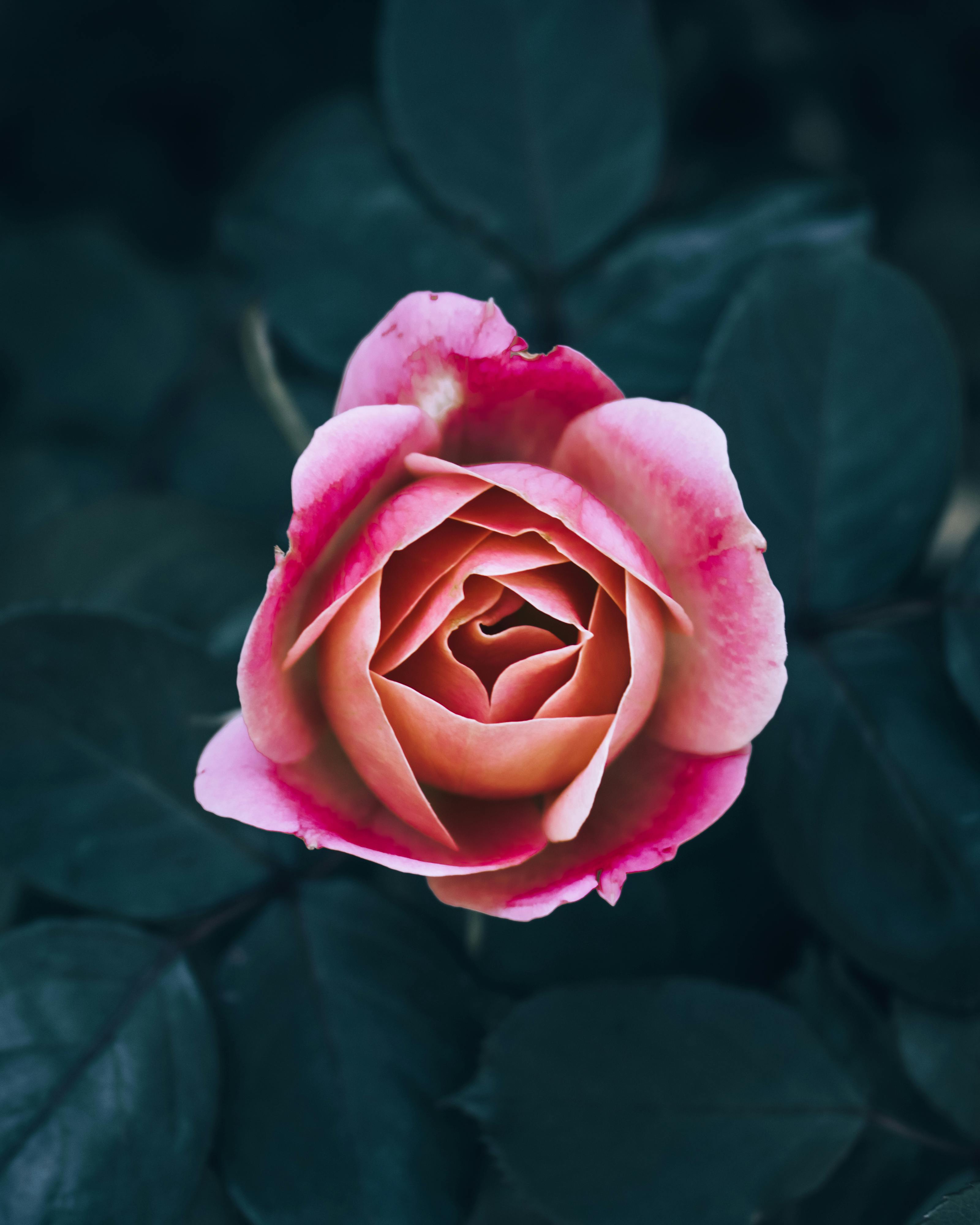 A Close-Up Shot of a Rose · Free Stock Photo