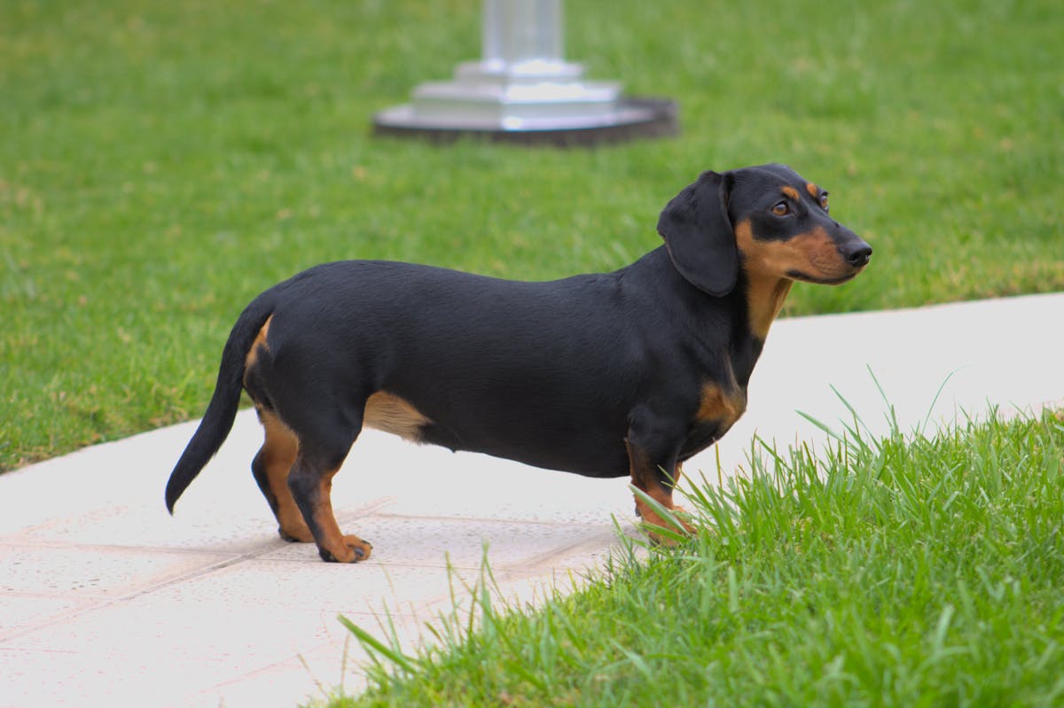 A Wiener Dog's Complete Guide to Care and Happy Ownership