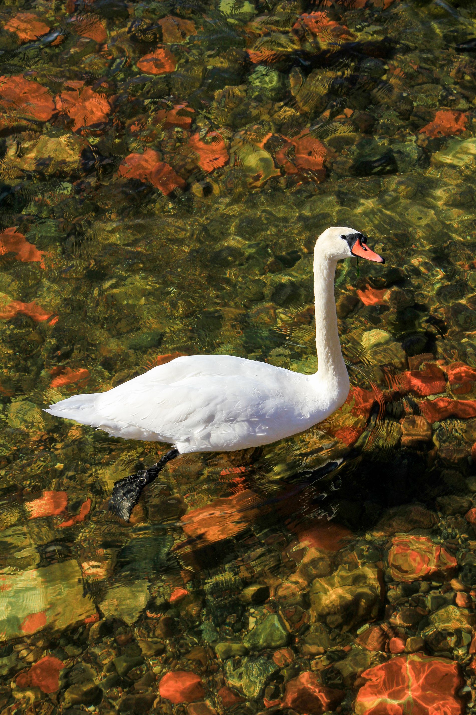 Close up of a Baby Swan · Free Stock Photo