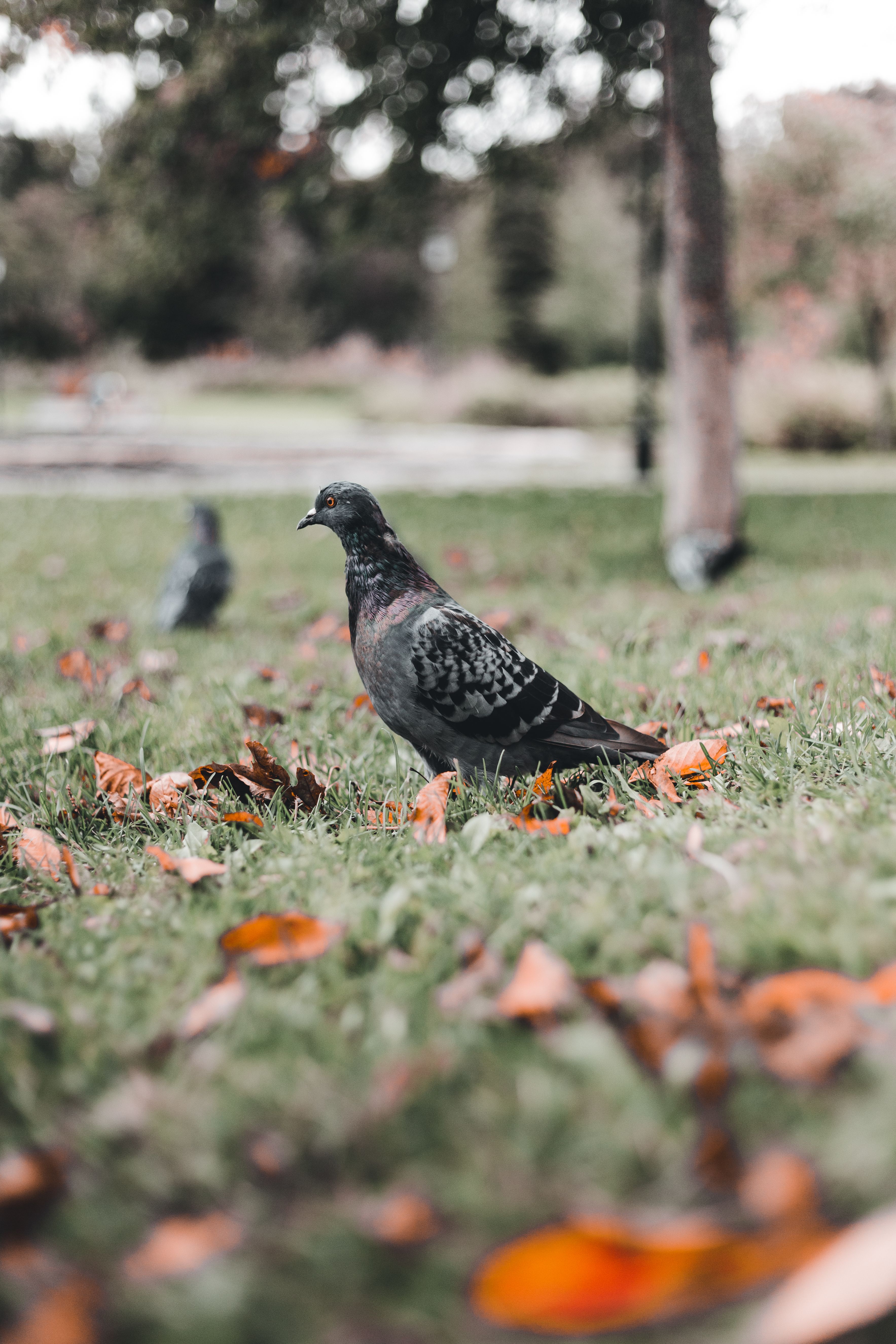 Close-Up Shot of a Pigeon · Free Stock Photo