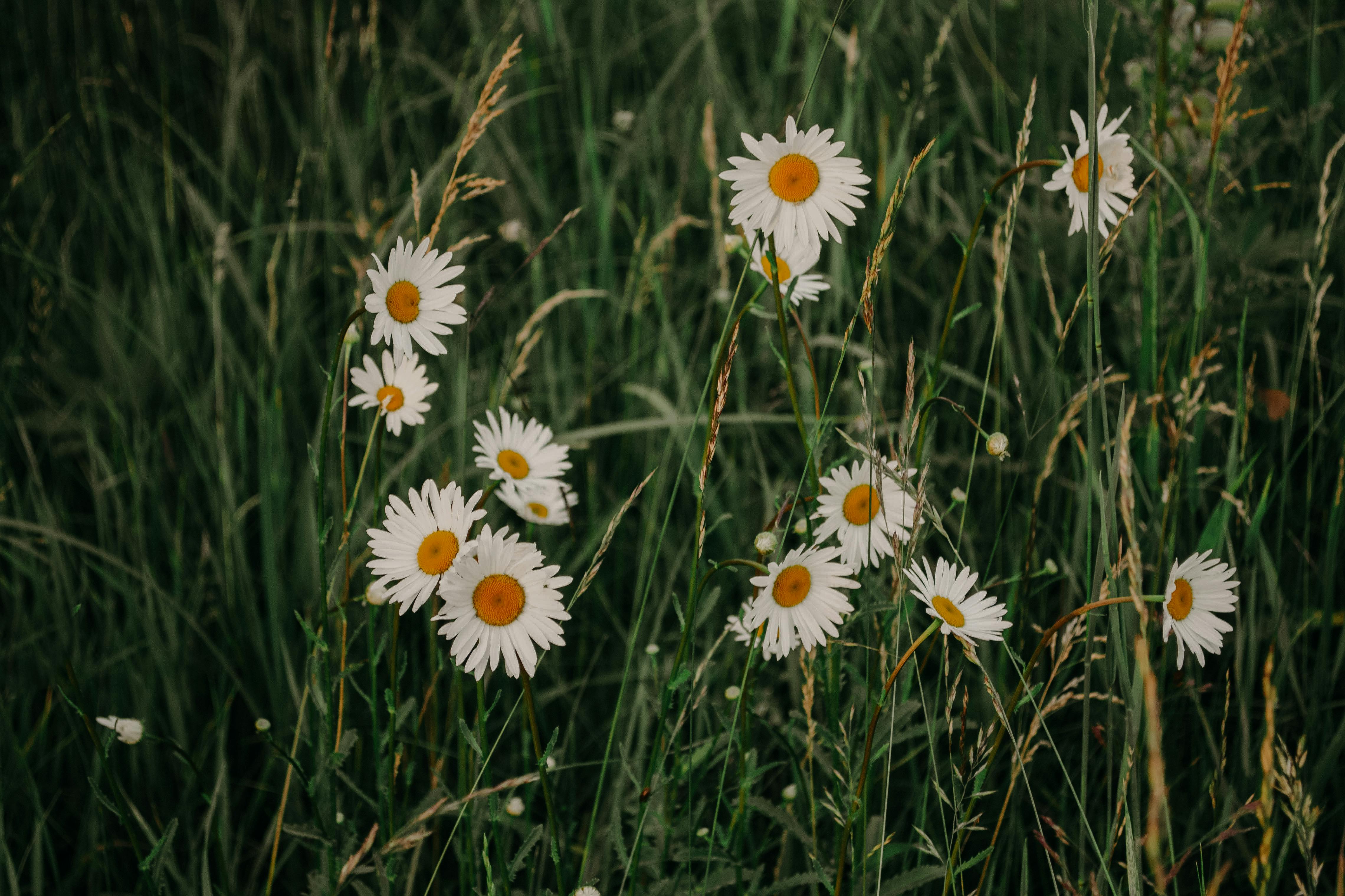 Daisy background store