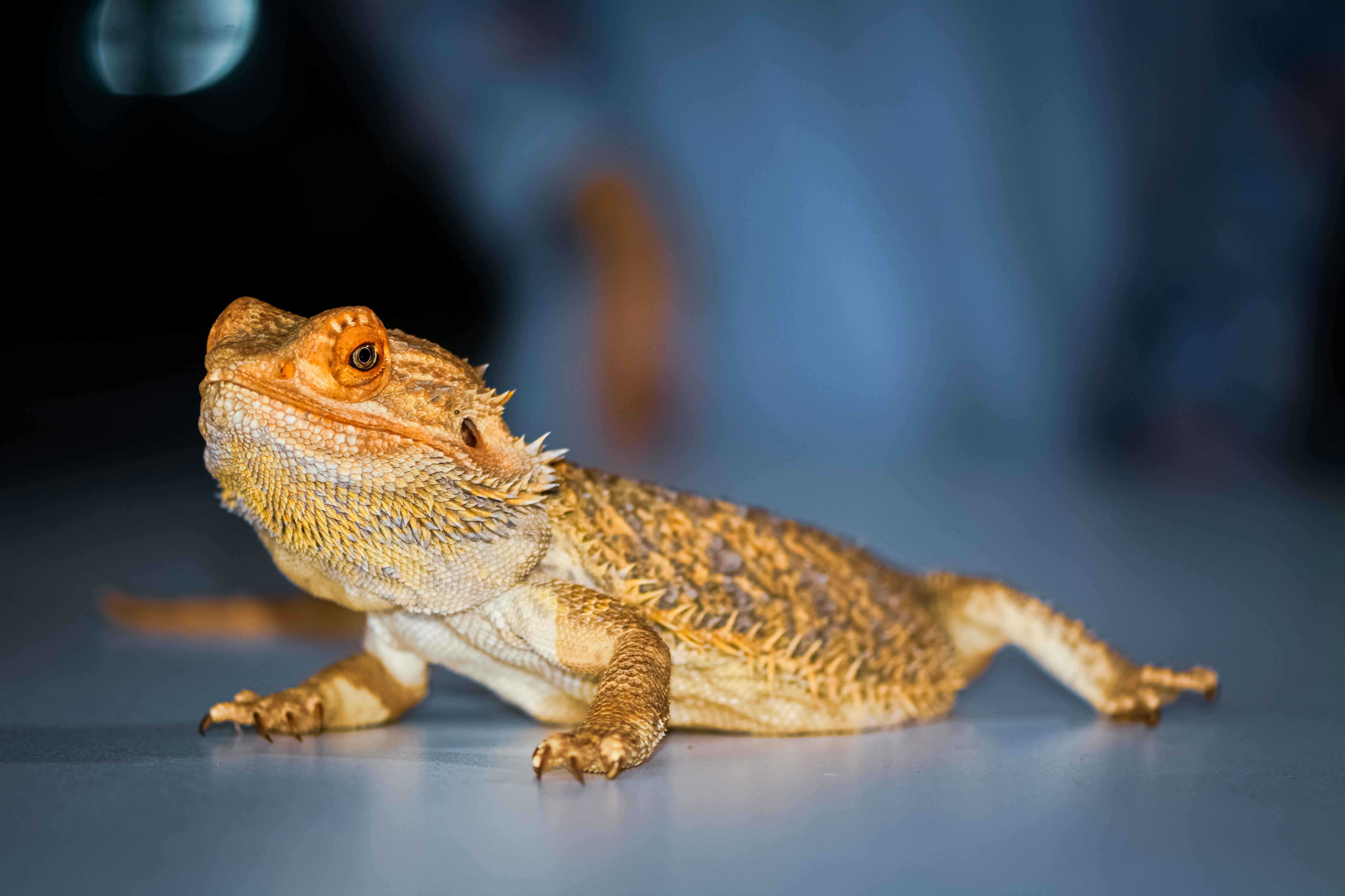 Black and Brown Spiky Lizard · Free Stock Photo