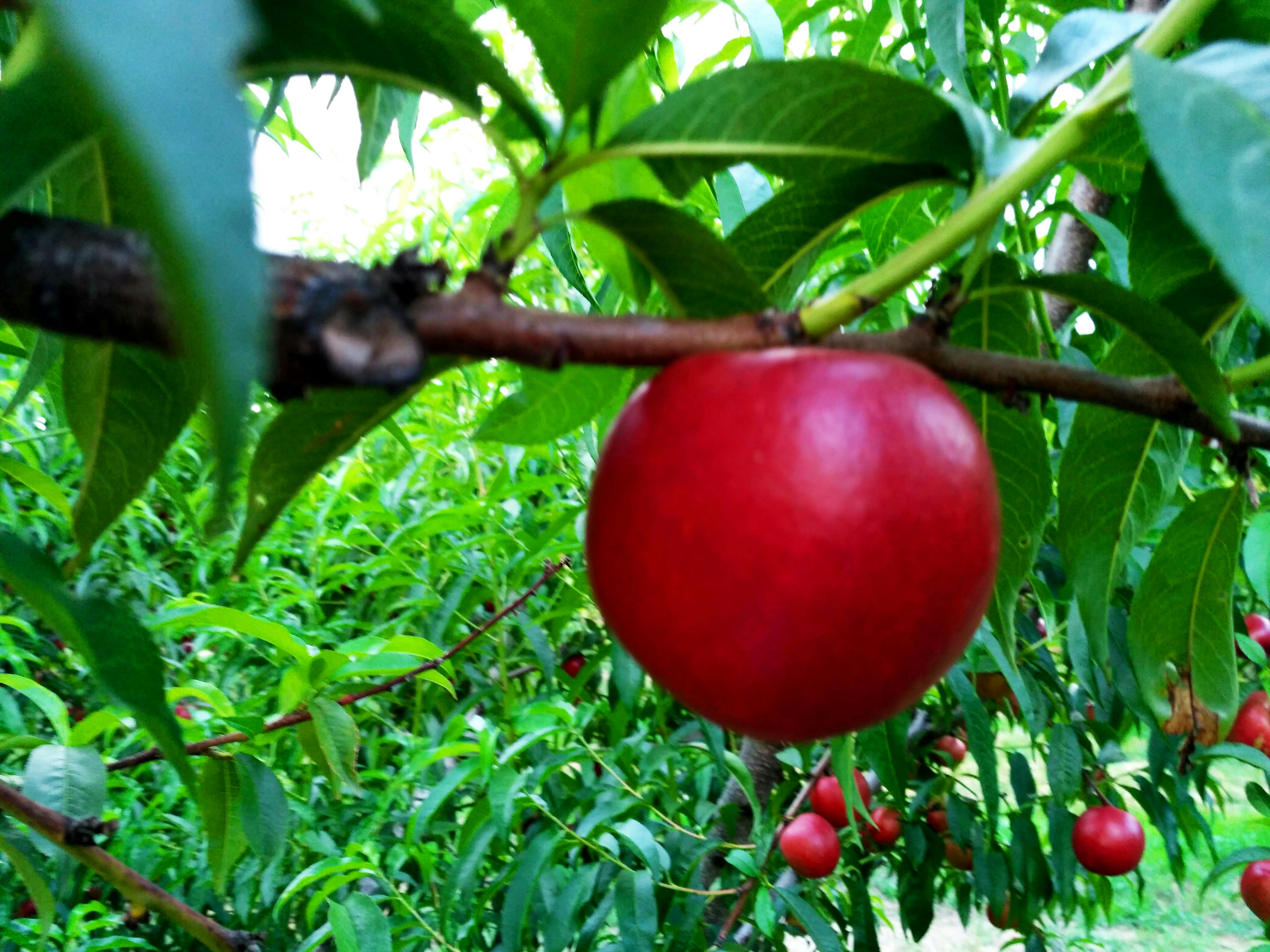 Dimis Choropanitis - การถ่ายภาพ