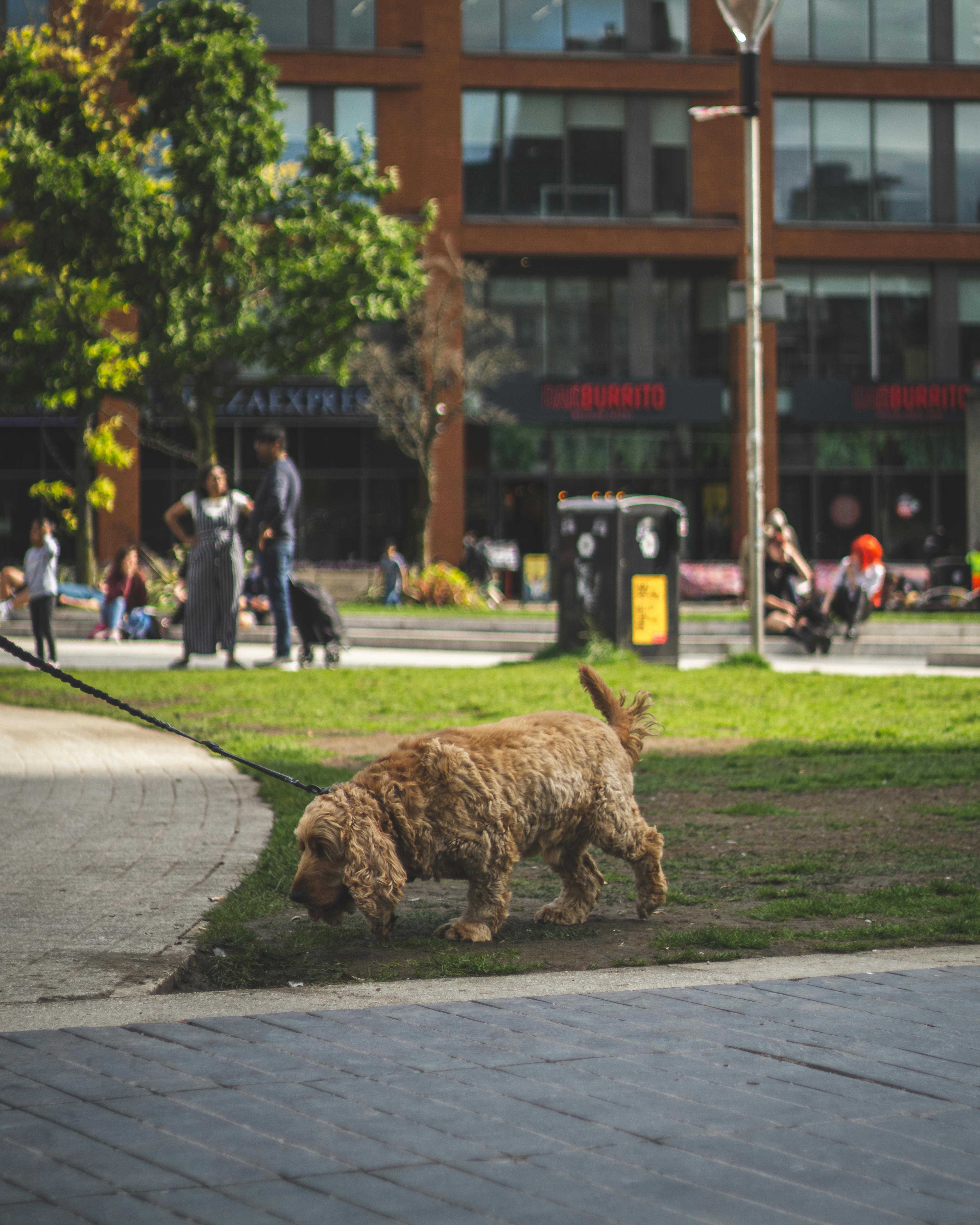Dog in the Pasture on a Windy Day · Free Stock Photo