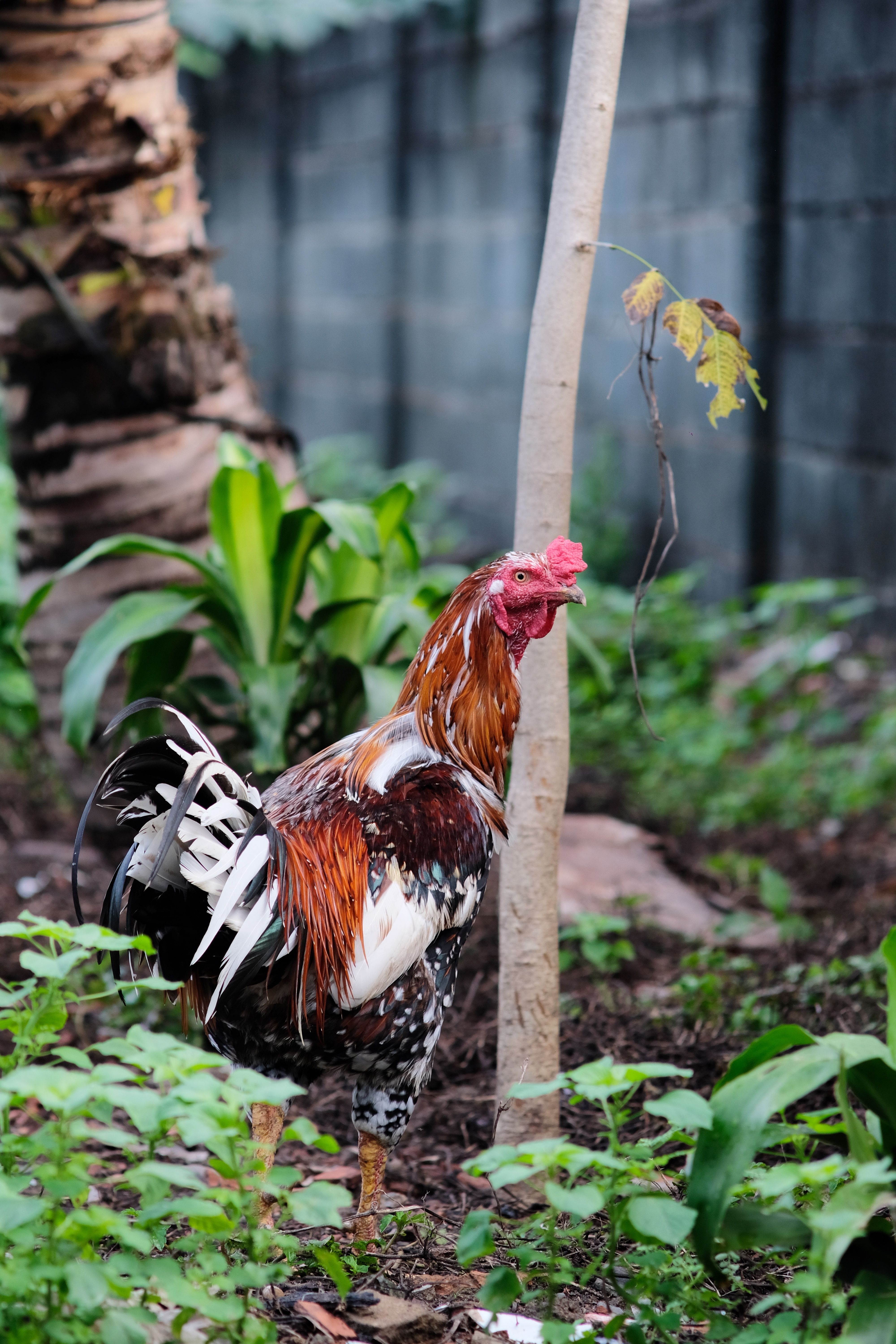 Red and Black Rooster on Green Grass · Free Stock Photo