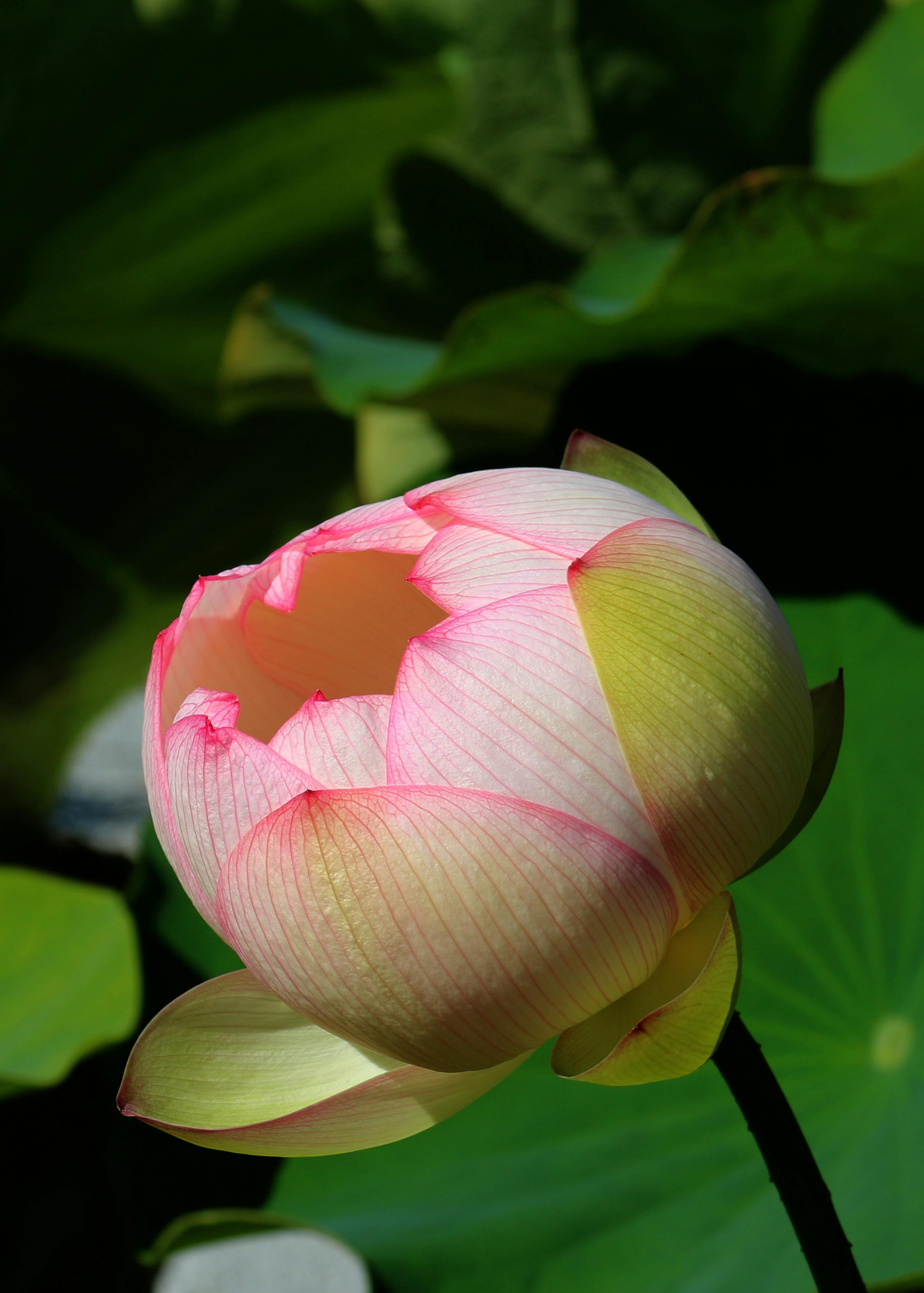 Lotus Flower Backgrounds Photos, Download Free Lotus Flower Backgrounds ...