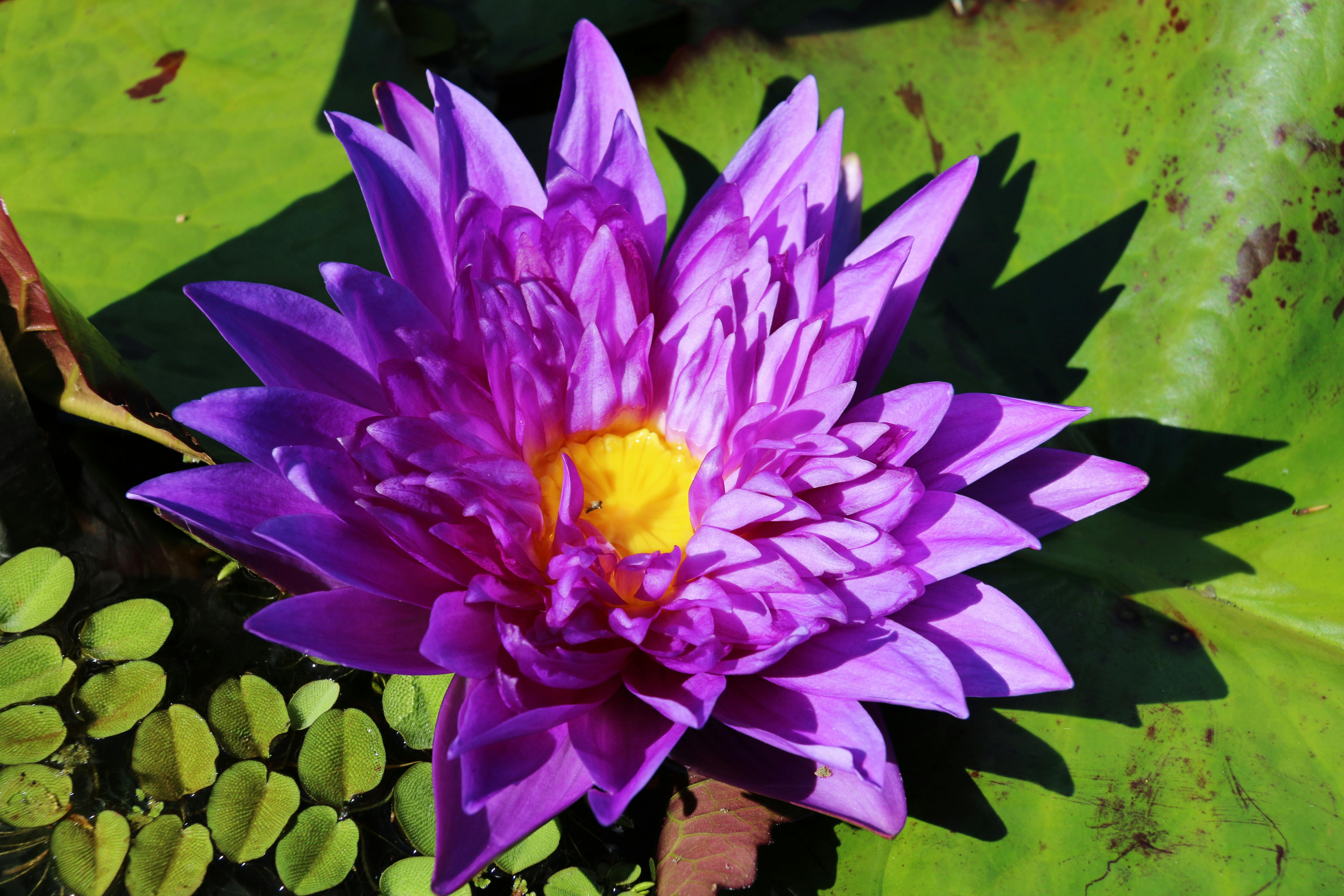White Lotus Flower On Water · Free Stock Photo