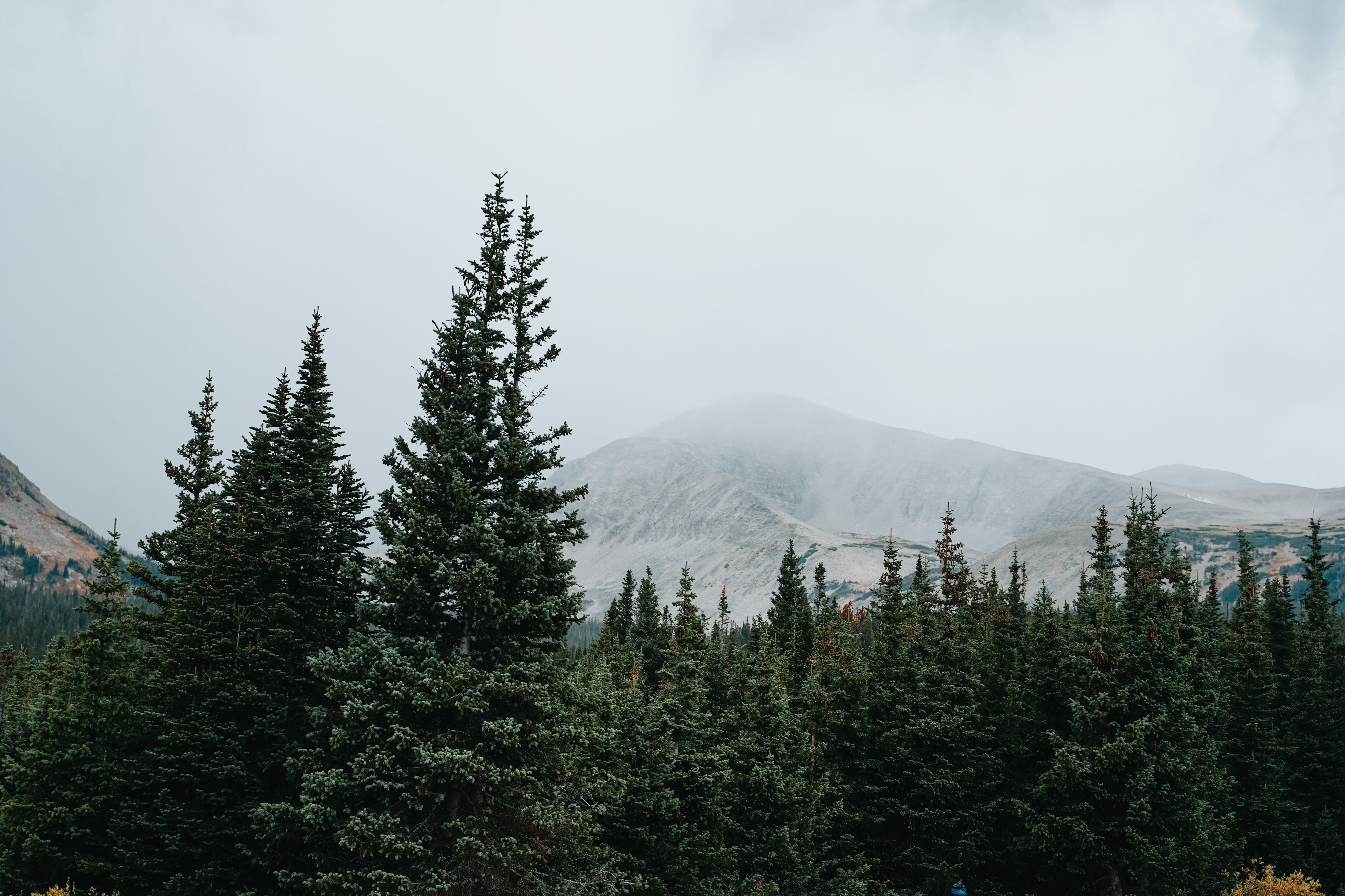 Green Grass on Forest · Free Stock Photo